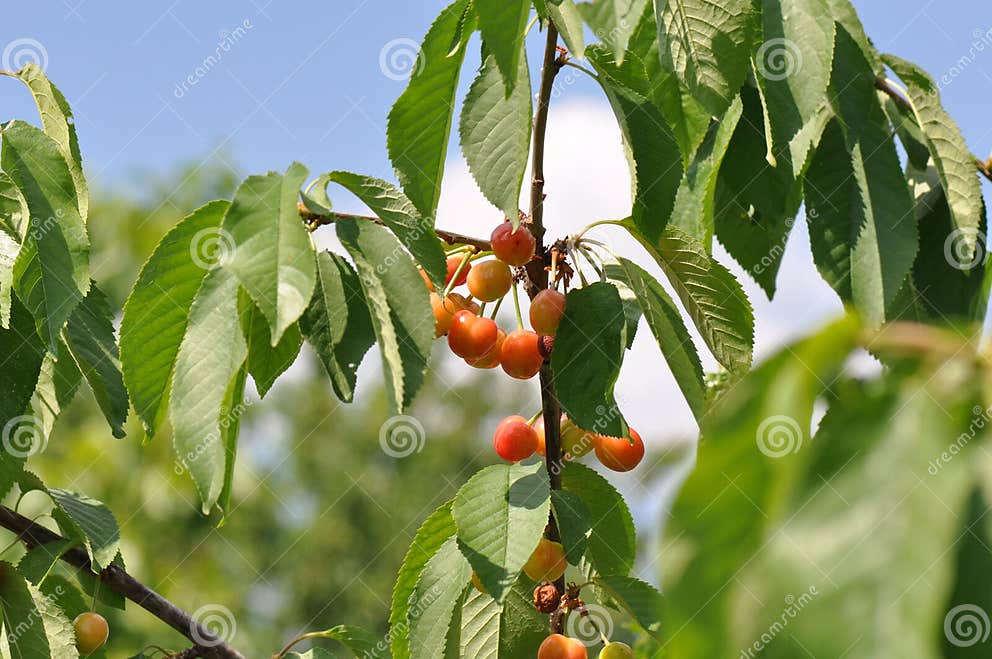 Unripe cherry stock image. Image of foliage, cherry - 116568989