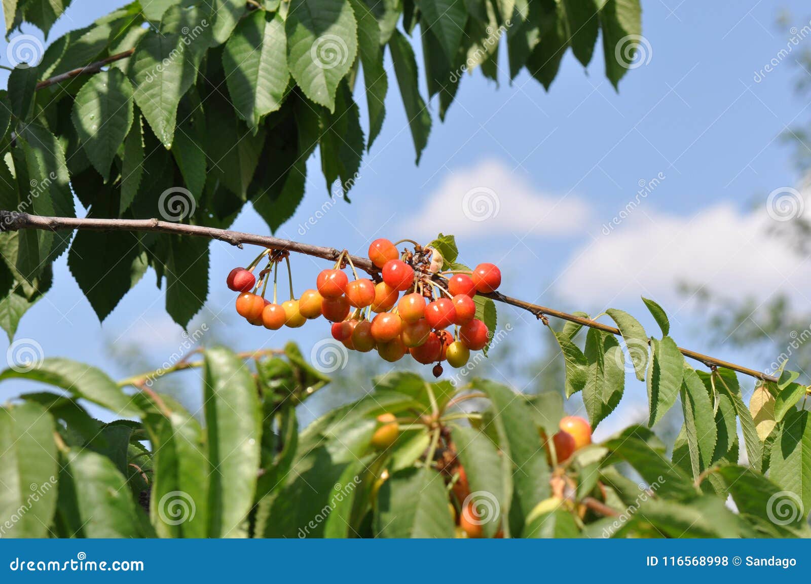 Unripe cherry stock photo. Image of orchard, foliage - 116568998