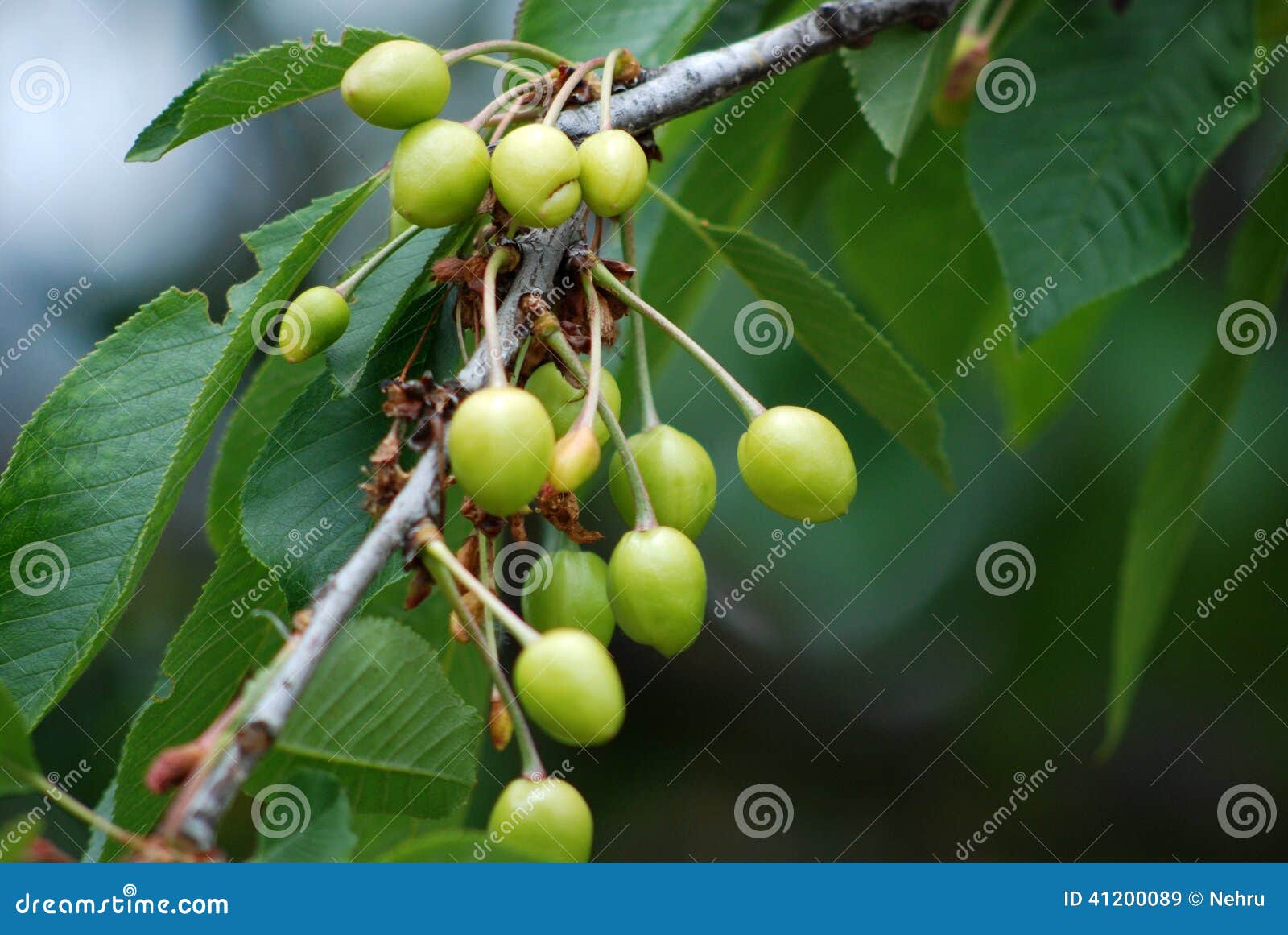 Unripe cherry stock image. Image of unripe, branch, cherries - 41200089