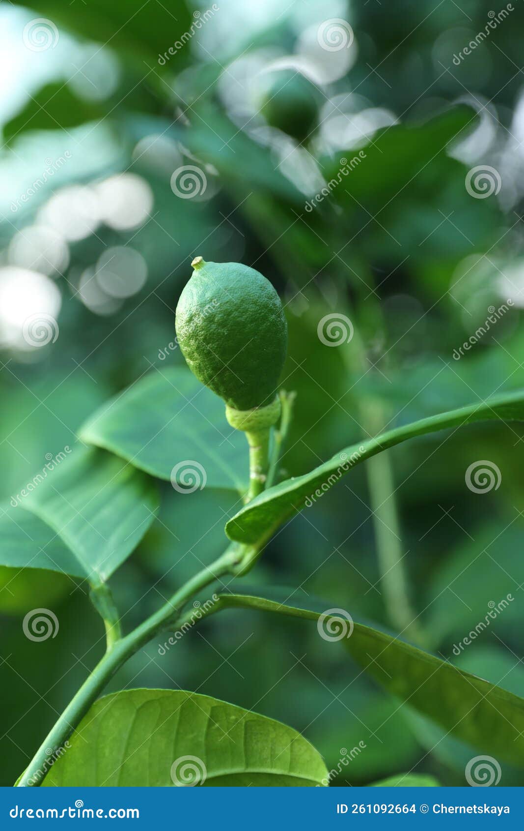 Unripe Citrus Fruit Growing on Tree Outdoors, Closeup Stock Photo ...