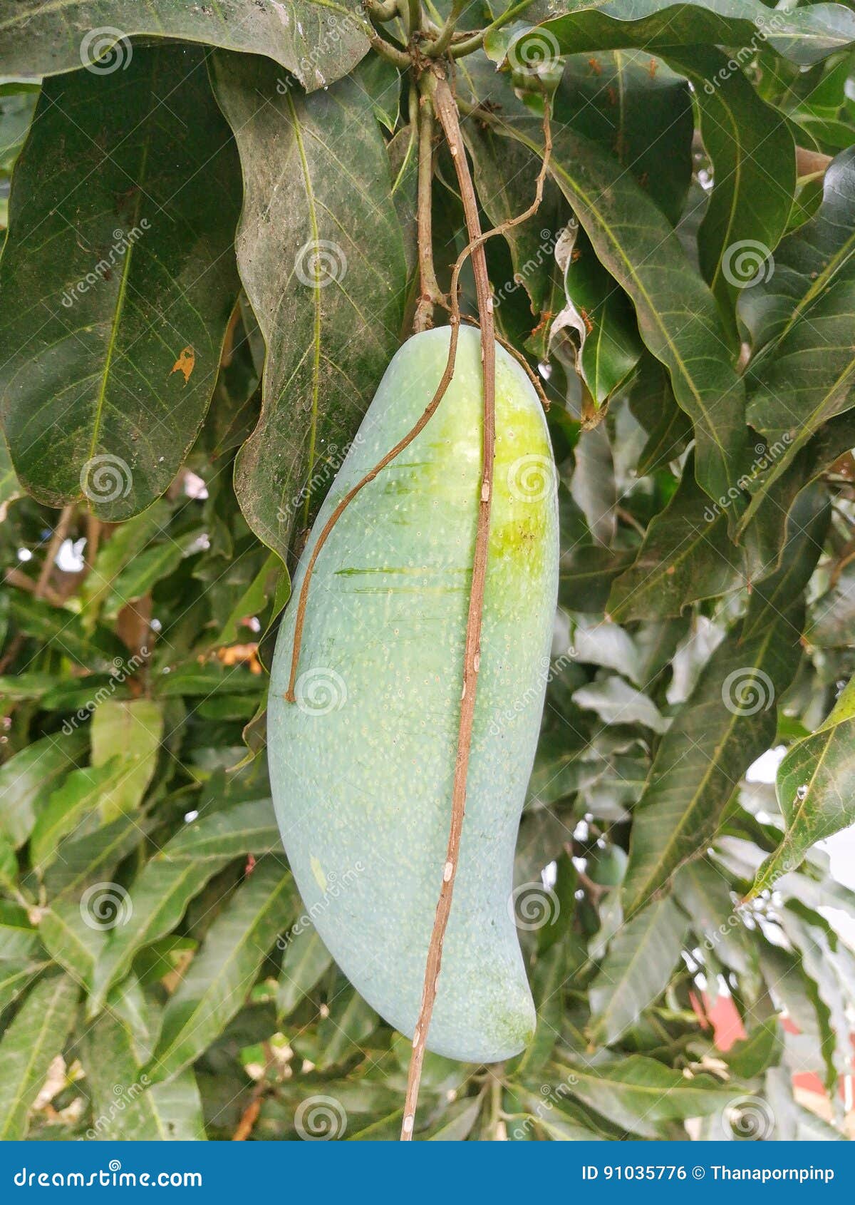 Unripe Colorful Mango On The Mango Tree. Stock Photo - Image of ...