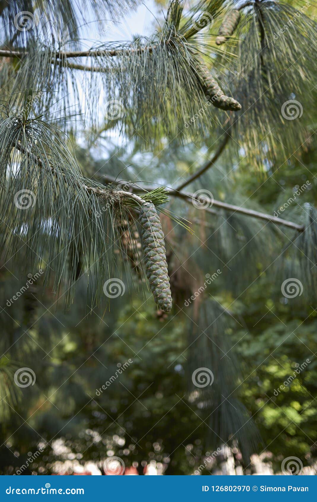 Unripe Cones of Pinus Strobus Stock Photo - Image of fruit, soft: 126802970