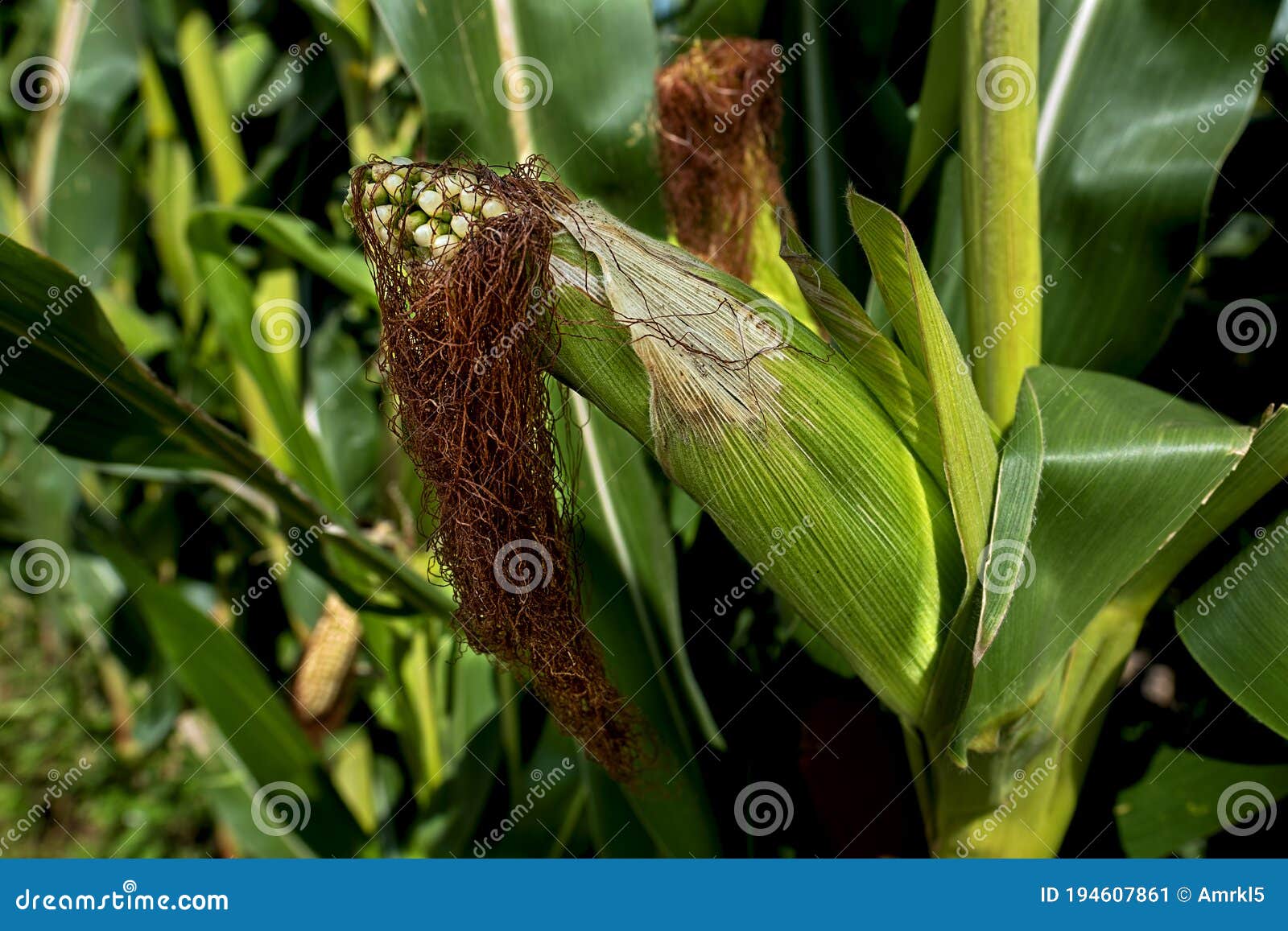 Unripe Corn on the Cob in a Field Stock Image - Image of maize, biofuel ...