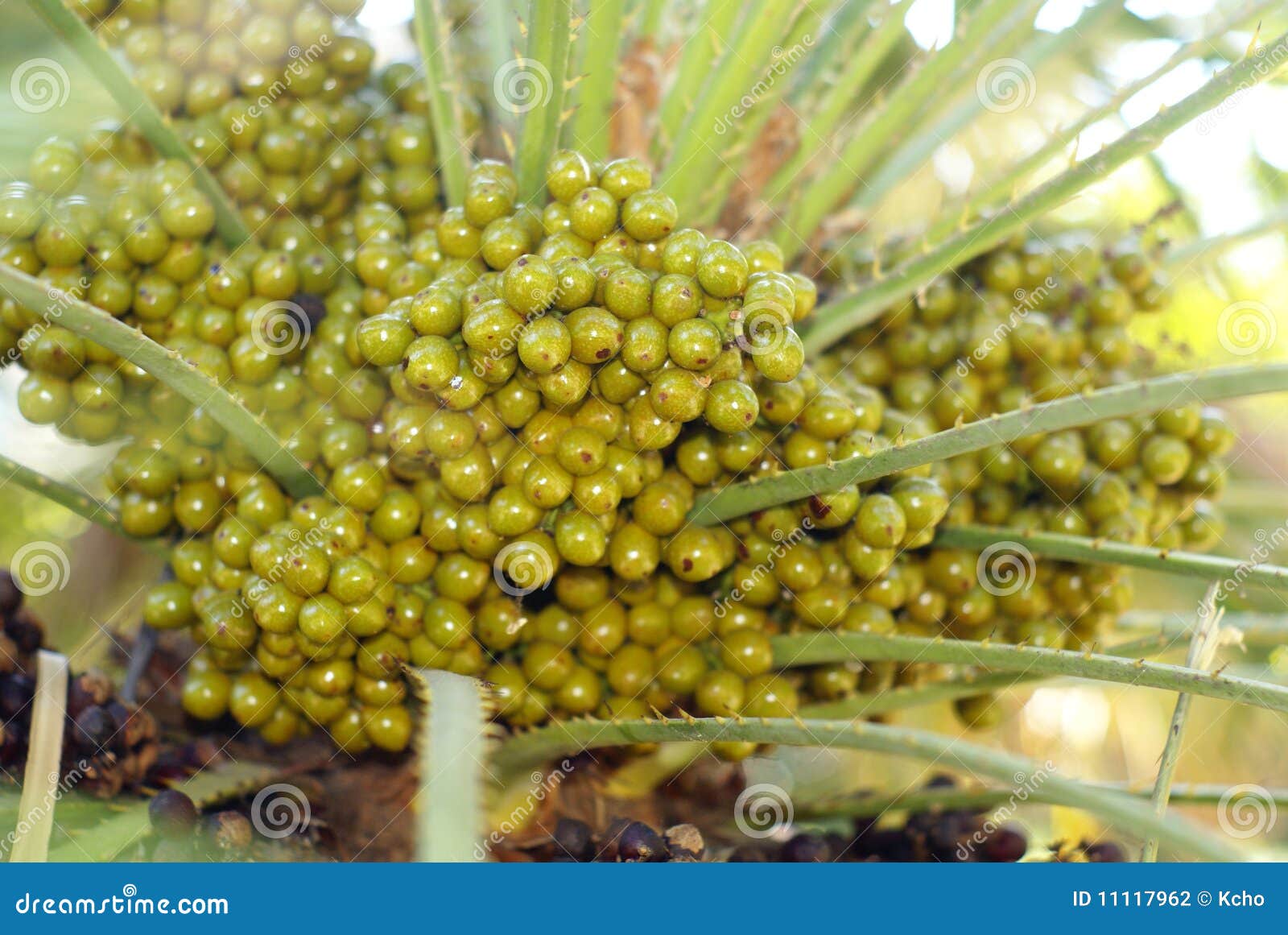 Unripe dates stock photo. Image of botany, nature, climate - 11117962