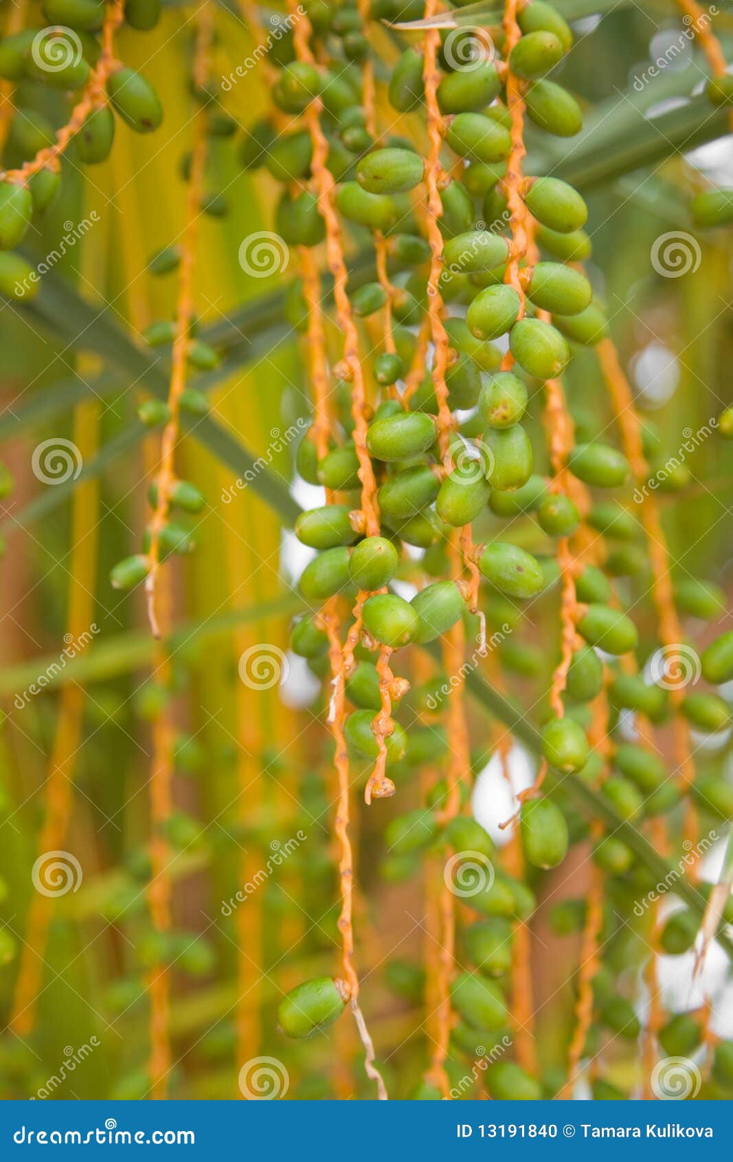 Unripe dates stock photo. Image of unripe, fructose, grow - 13191840