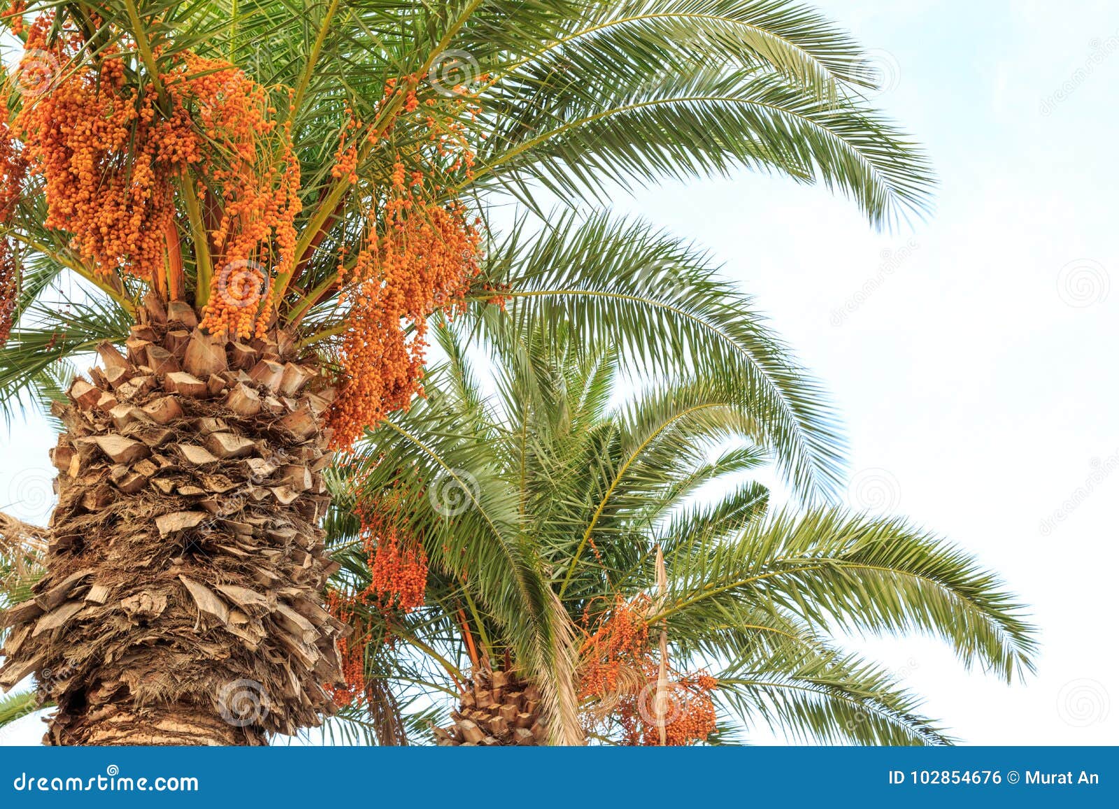 Unripe Dates Hanging on Palm Trees Stock Photo - Image of east, fruit ...