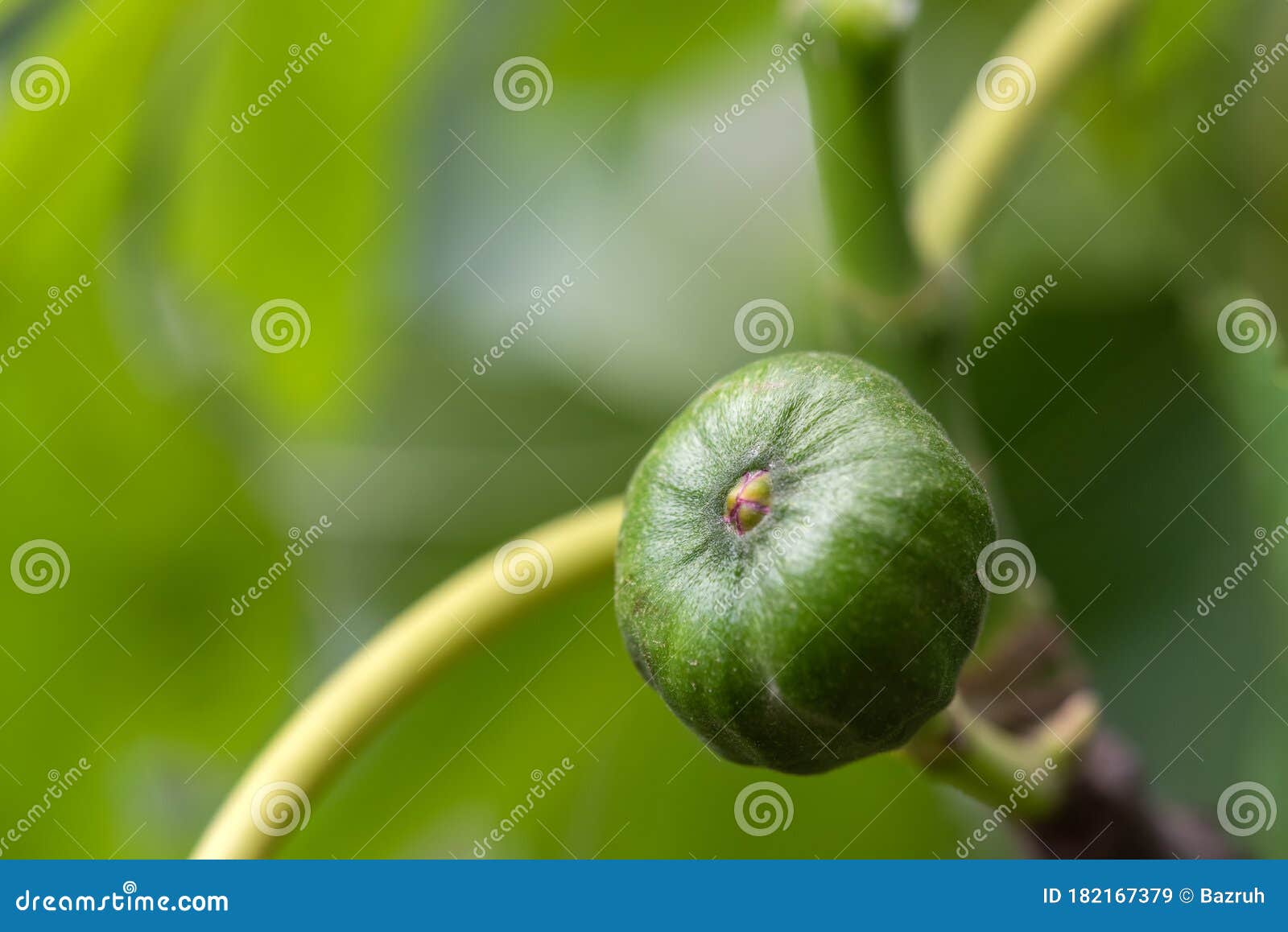 Unripe fig berry on tree stock image. Image of summer - 182167379