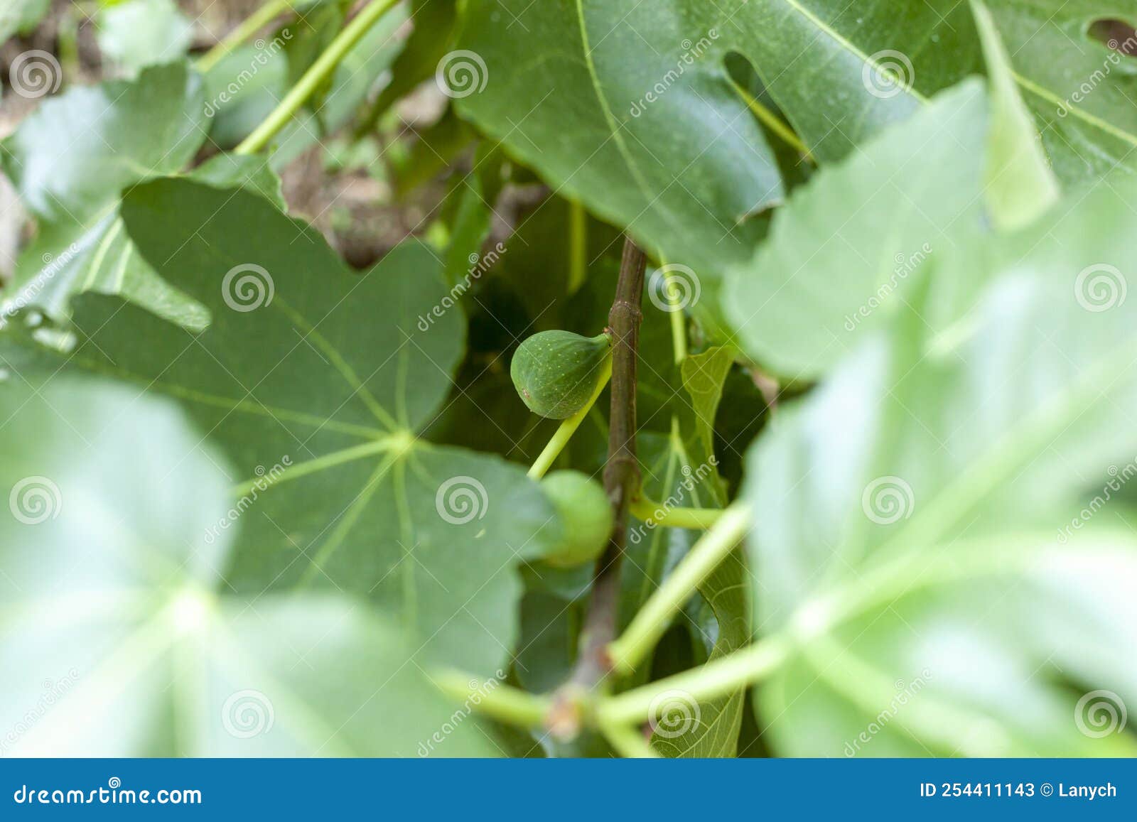 Unripe Fig Fruit Hidden in the Leaves of a Fig-tree Stock Image - Image ...