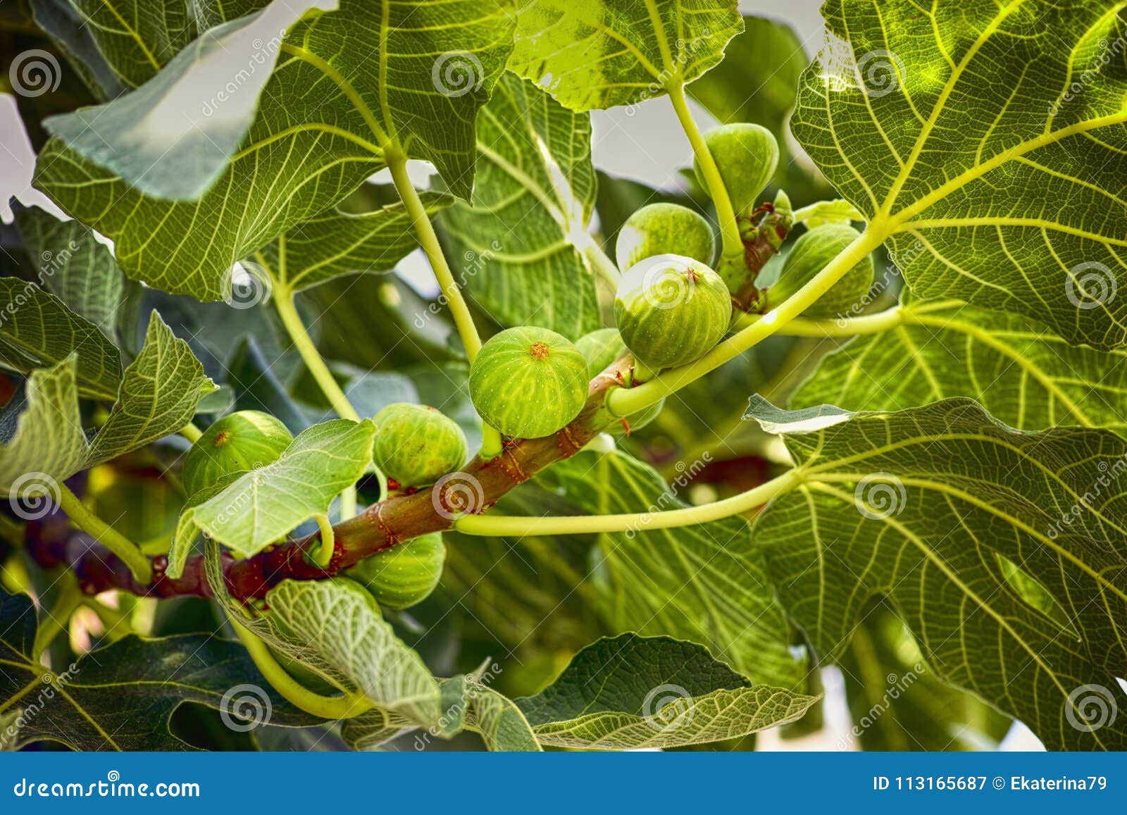 Unripe Figs Growing on the Tree. Stock Image - Image of plant, unripe ...