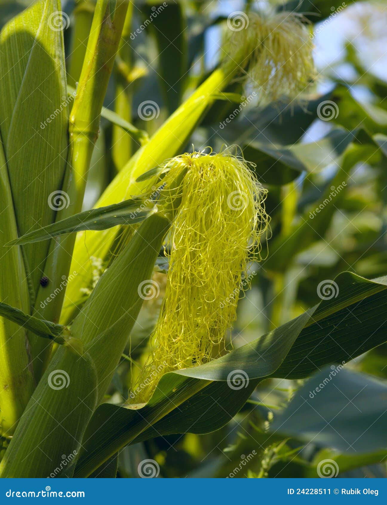 Unripe fruit of corn stock image. Image of green, cereal - 24228511
