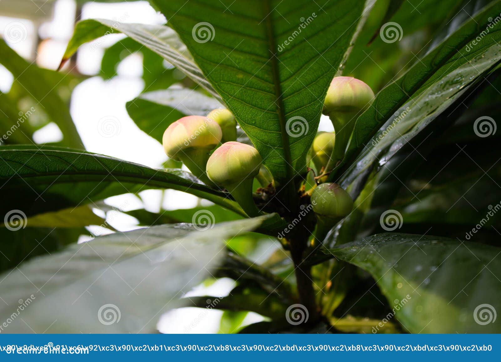 Unripe fruit under the sun stock photo. Image of fruit - 124601376