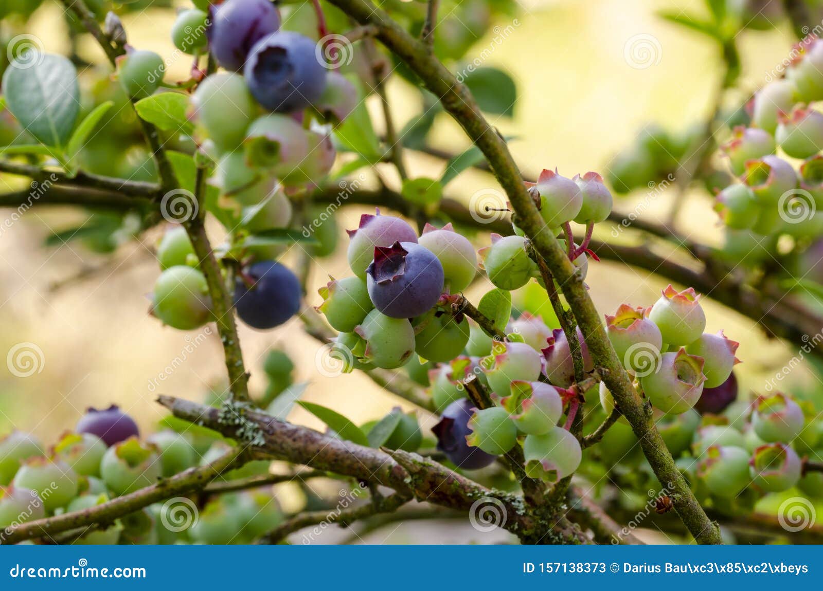 Unripe Fruits of Blueberry in Garden Stock Image - Image of garden ... Unripe Fruits of Blueberry in Garden Stock Image - Image of garden ...