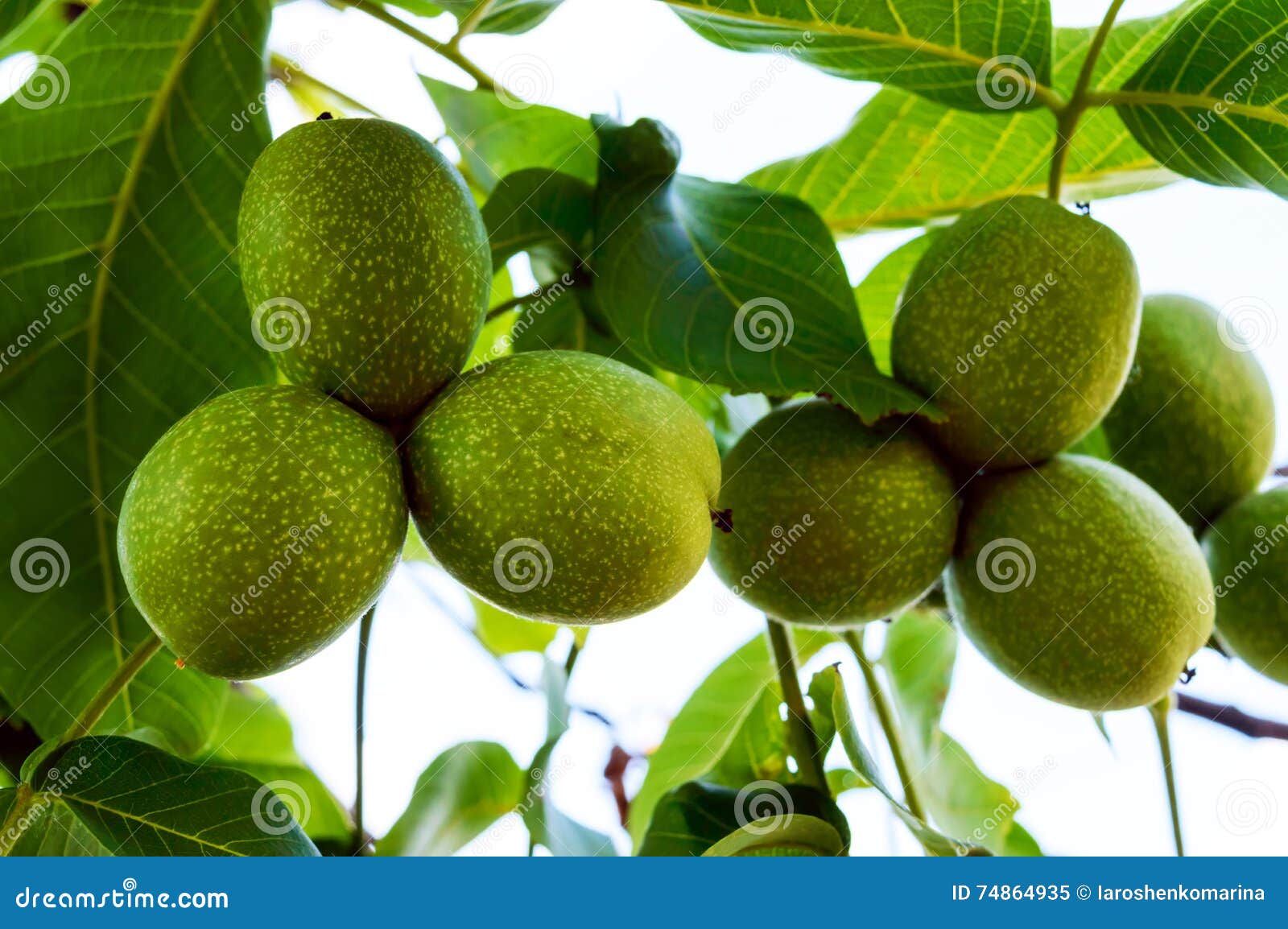 Unripe Fruits of Walnut Growing on Branches. Stock Image - Image of ...