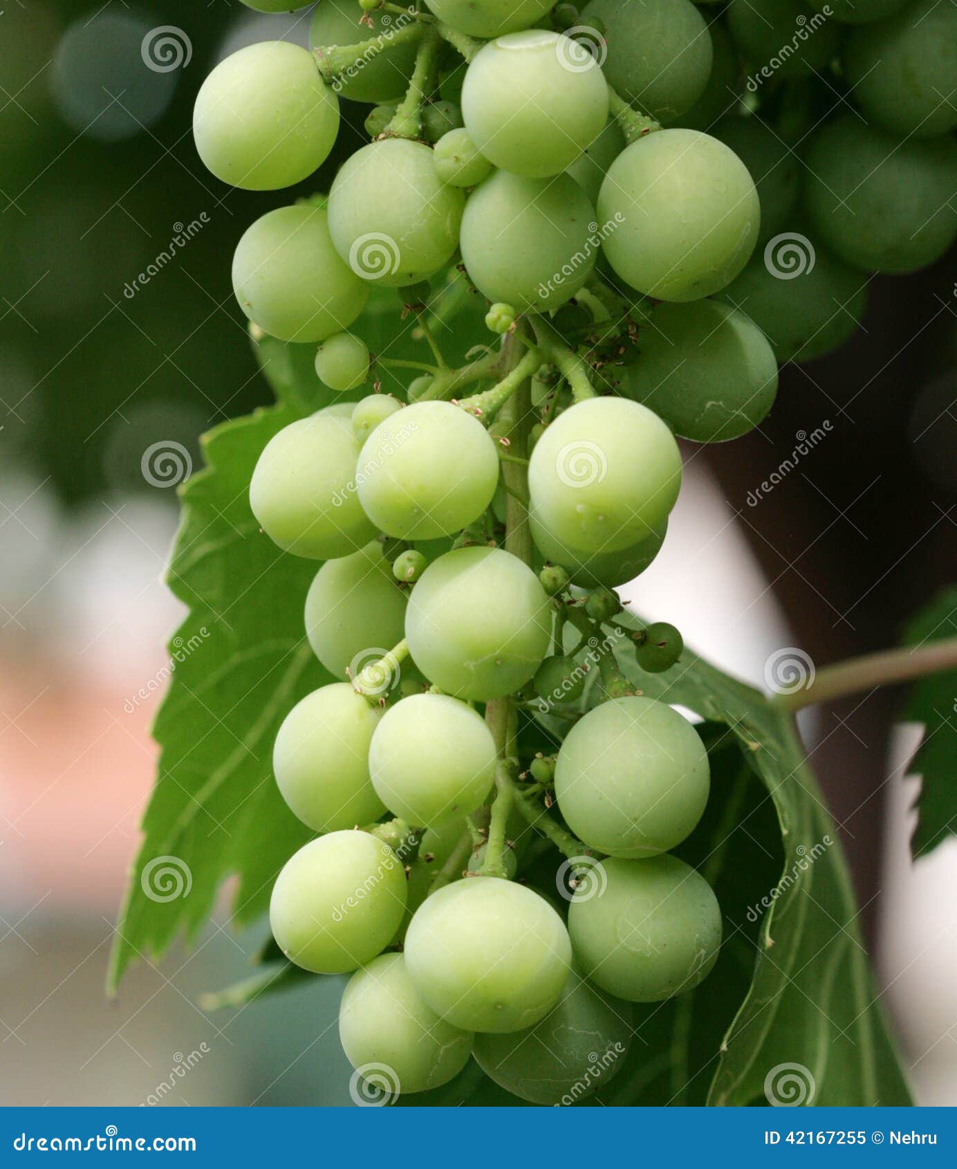 Unripe Grape, green stock image. Image of isolate, calorie - 42167255