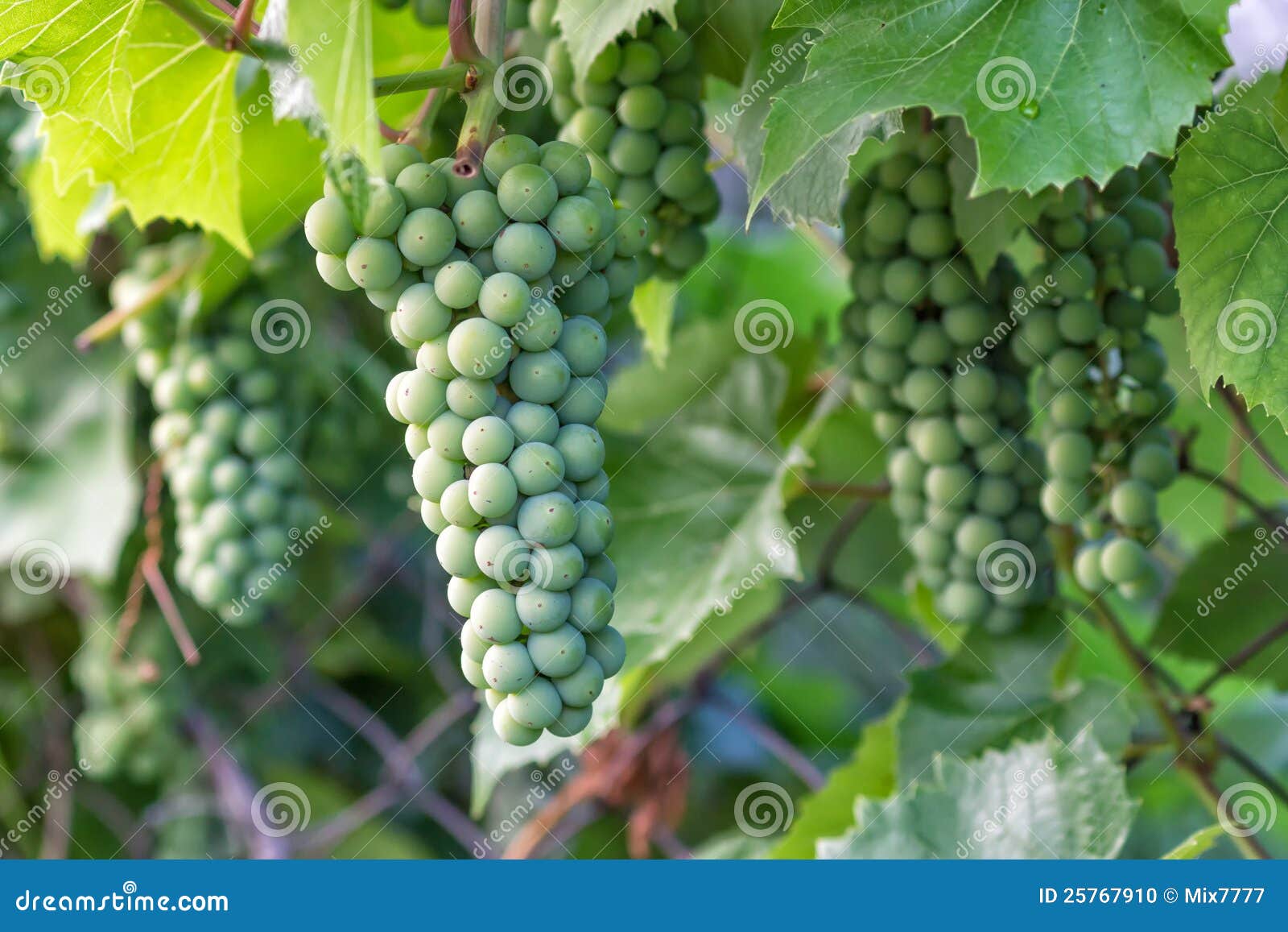 Unripe grapes stock photo. Image of food, white, unripened - 25767910