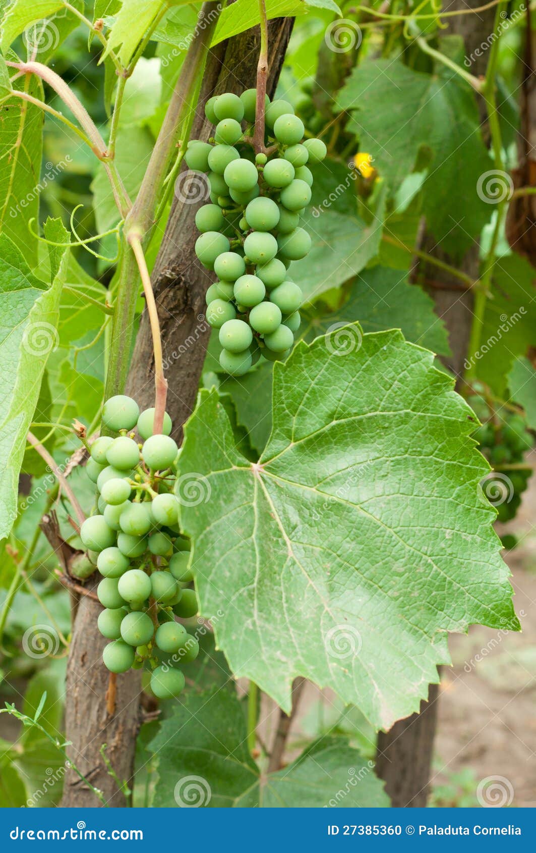 Unripe grapes stock photo. Image of harvest, rustic, plant - 27385360