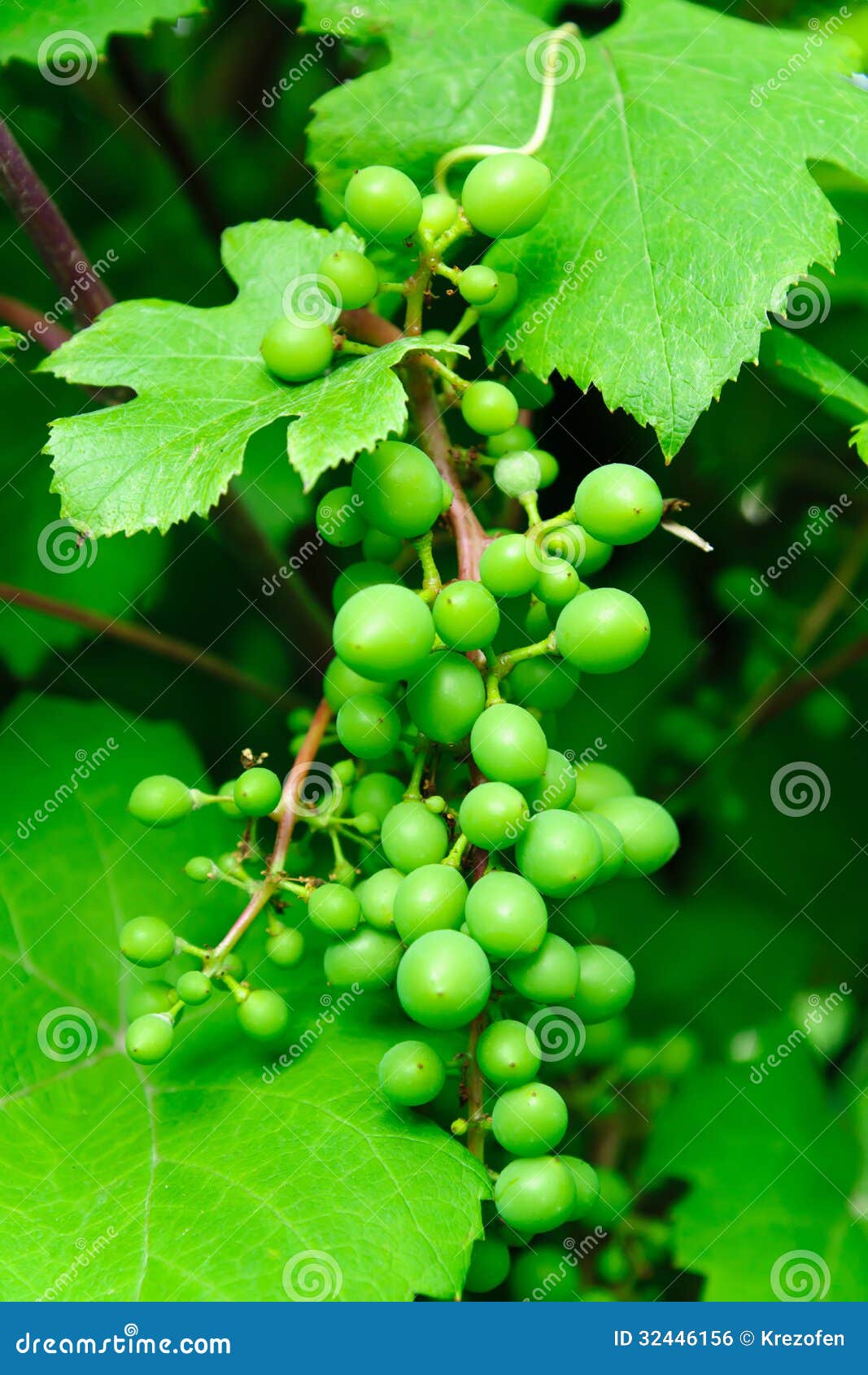 Unripe grapes stock photo. Image of leaf, drop, life - 32446156
