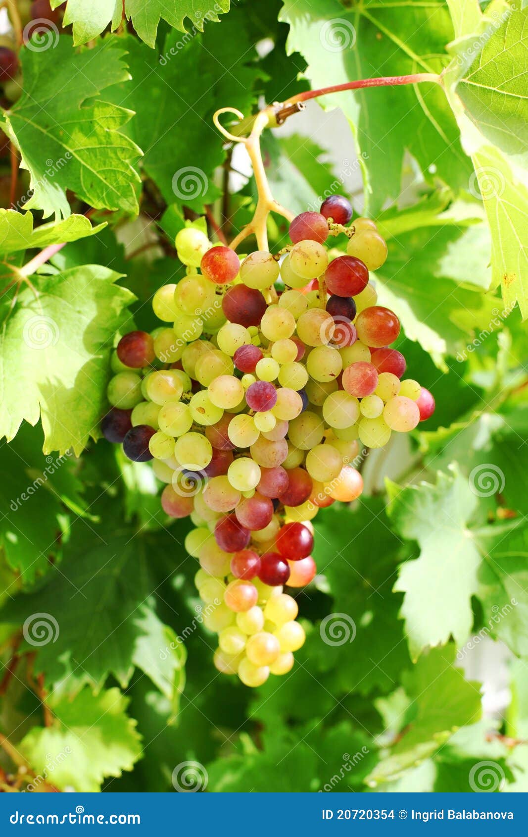 Unripe Grapes in the Garden Stock Photo - Image of burgundy, fresh ...