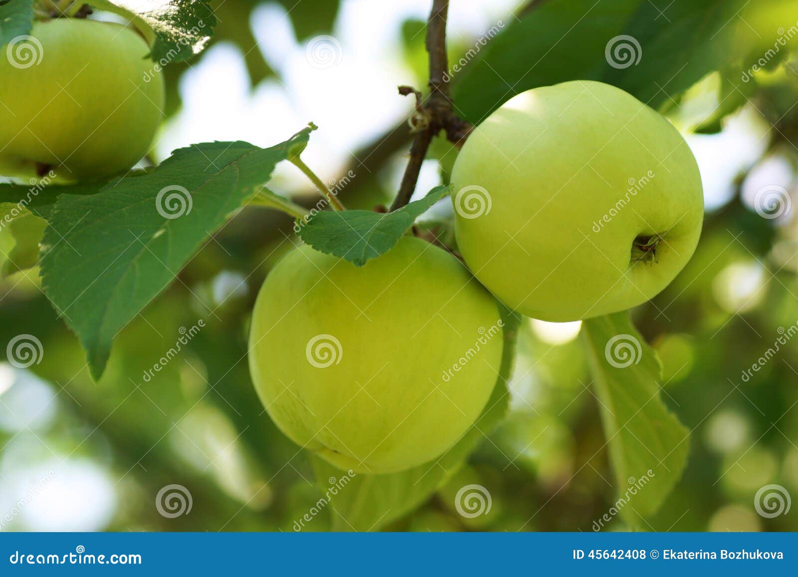 Unripe green apple stock photo. Image of fruits, sunlight - 45642408