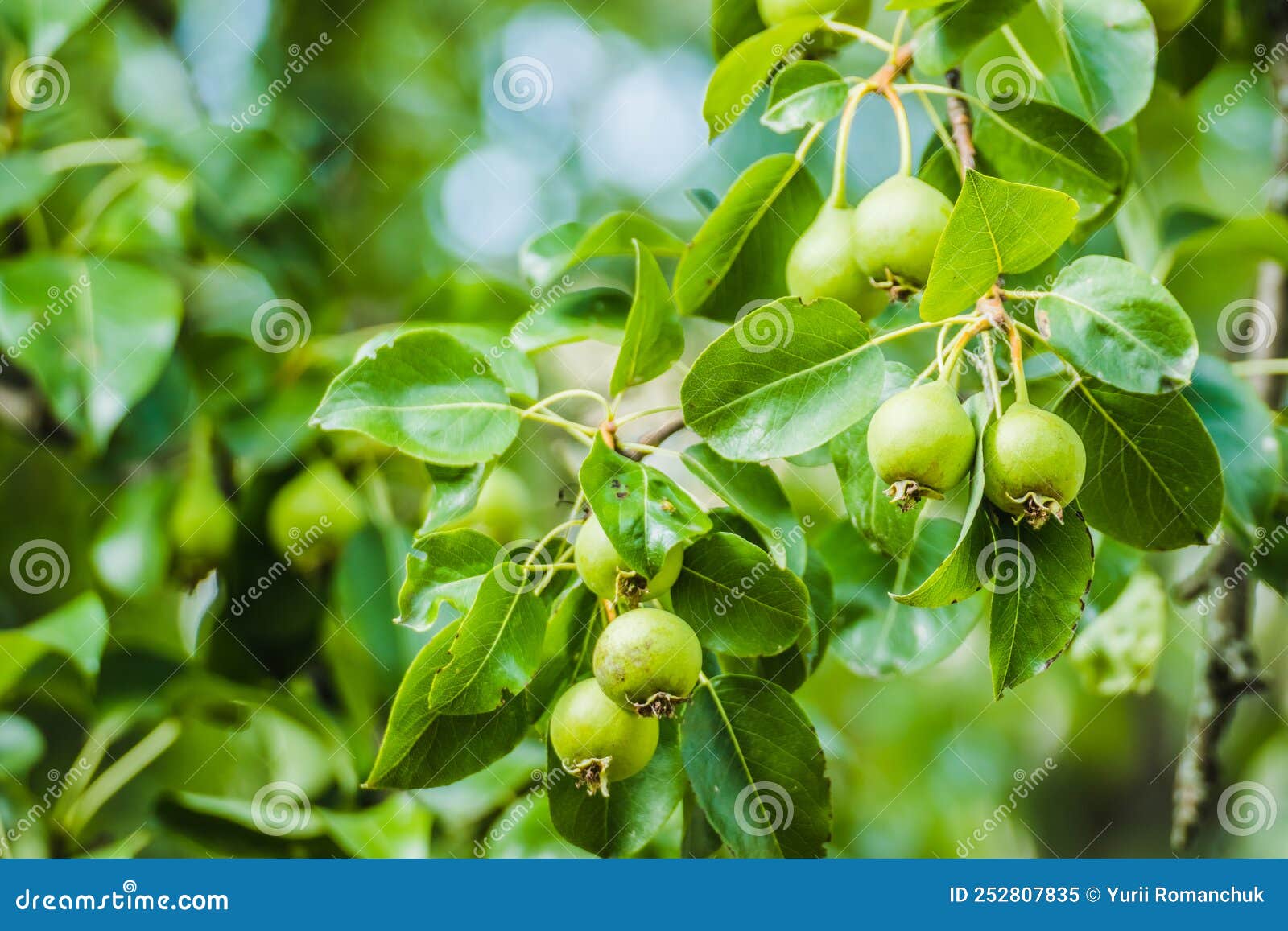 Unripe Green Apples Orchard Young Apple Tree Ripe Fruit Harvest
