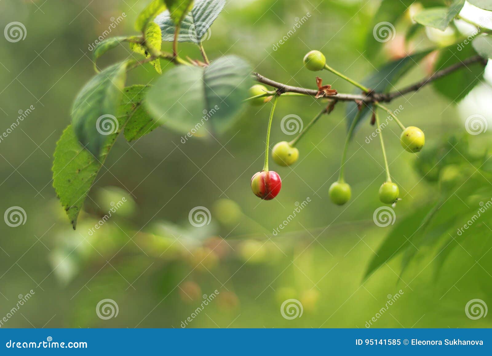 Unripe Green Berries of a Cherry Tree, a Drop of Dew Stock Image ...