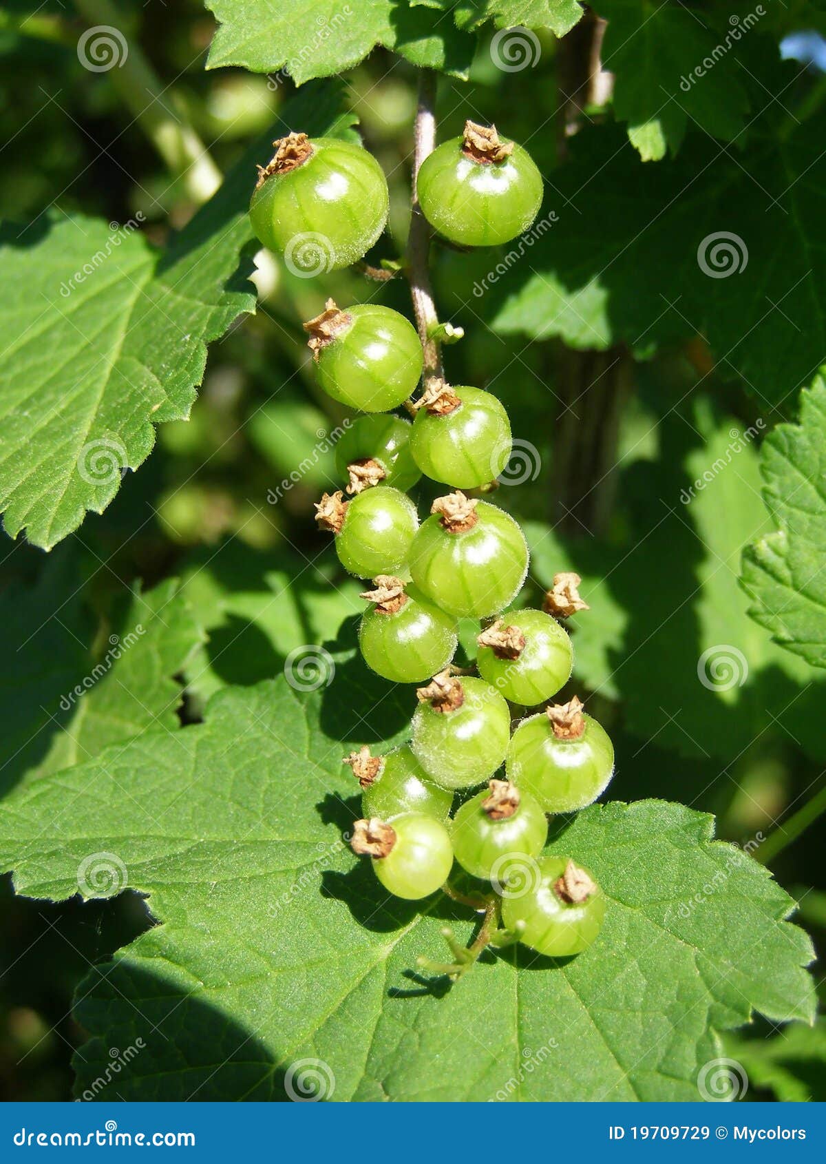Unripe Green Berries in the Garden Stock Image - Image of spring, fresh ...