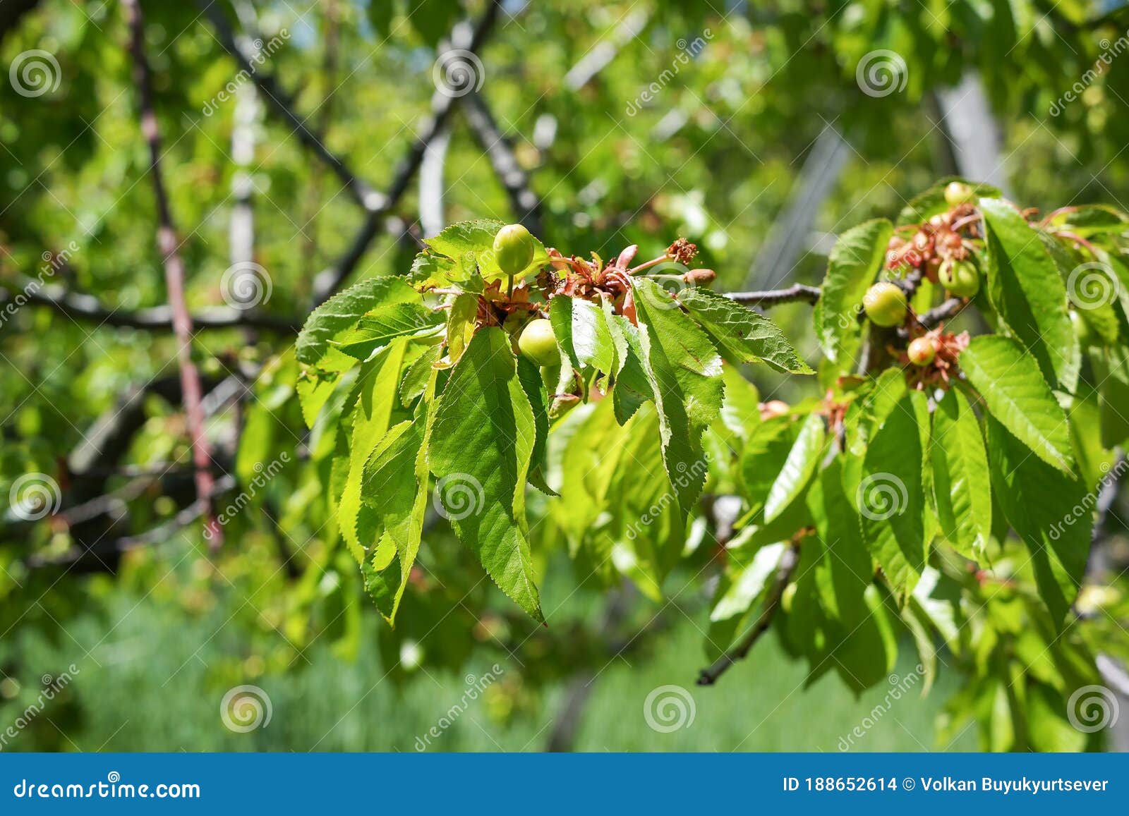 Unripe Green Cherry Berries and Tree Stock Photo - Image of plant ...