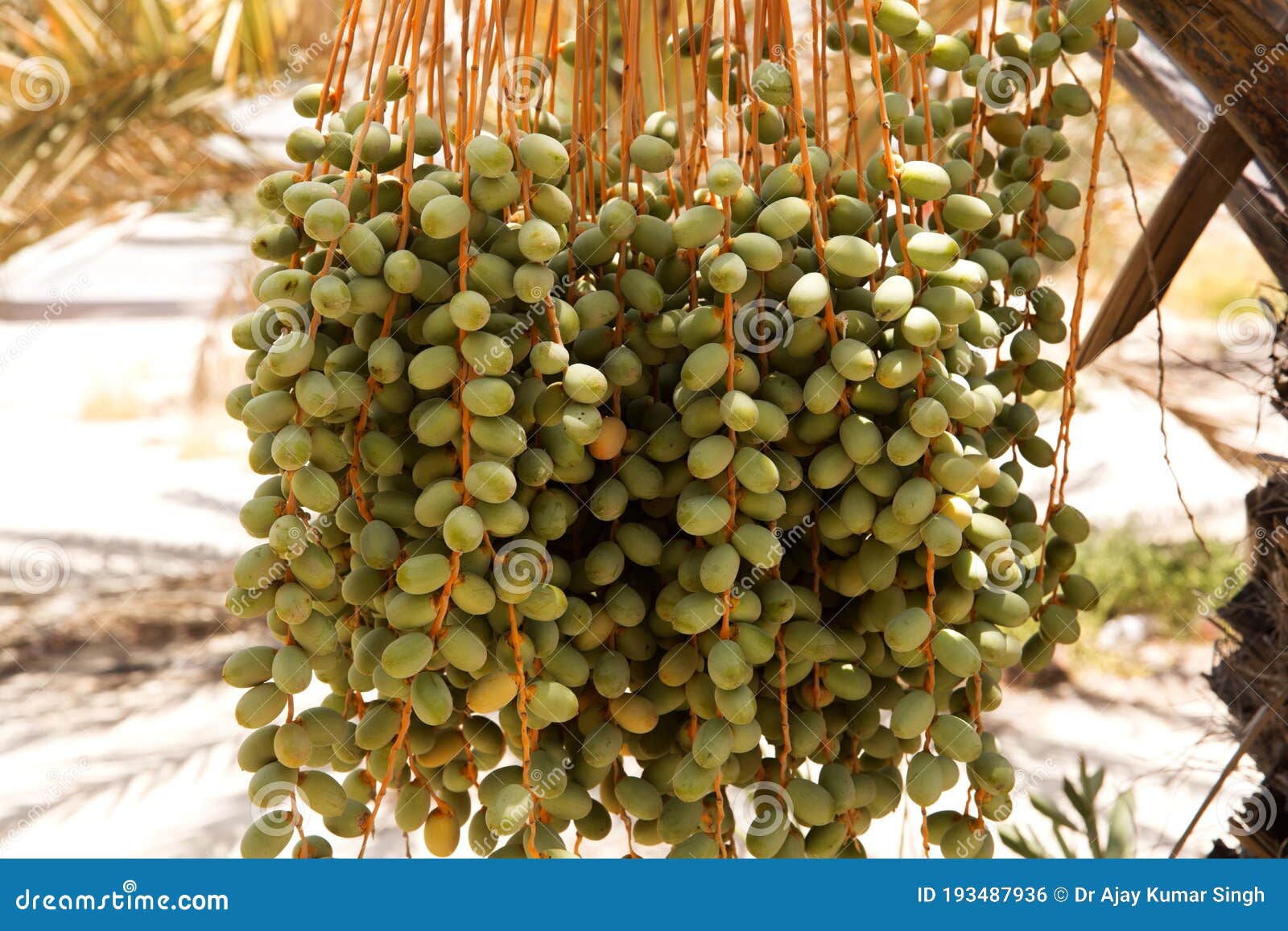 Unripe green Dates stock photo. Image of crunchy, dactylifera - 193487936