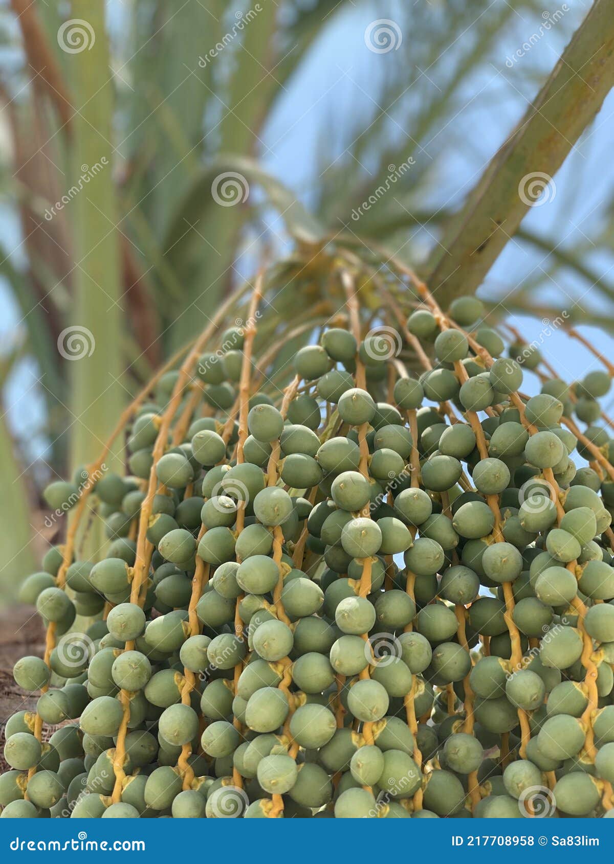 Unripe green dates stock photo. Image of nature, produce - 217708958