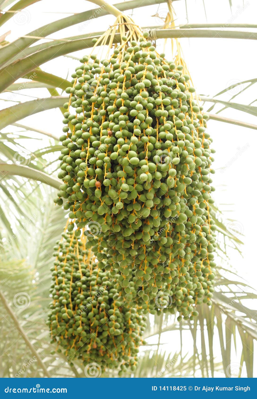 Unripe Green Dates Hanging on the Tree Shallow DOF Stock Image - Image ...