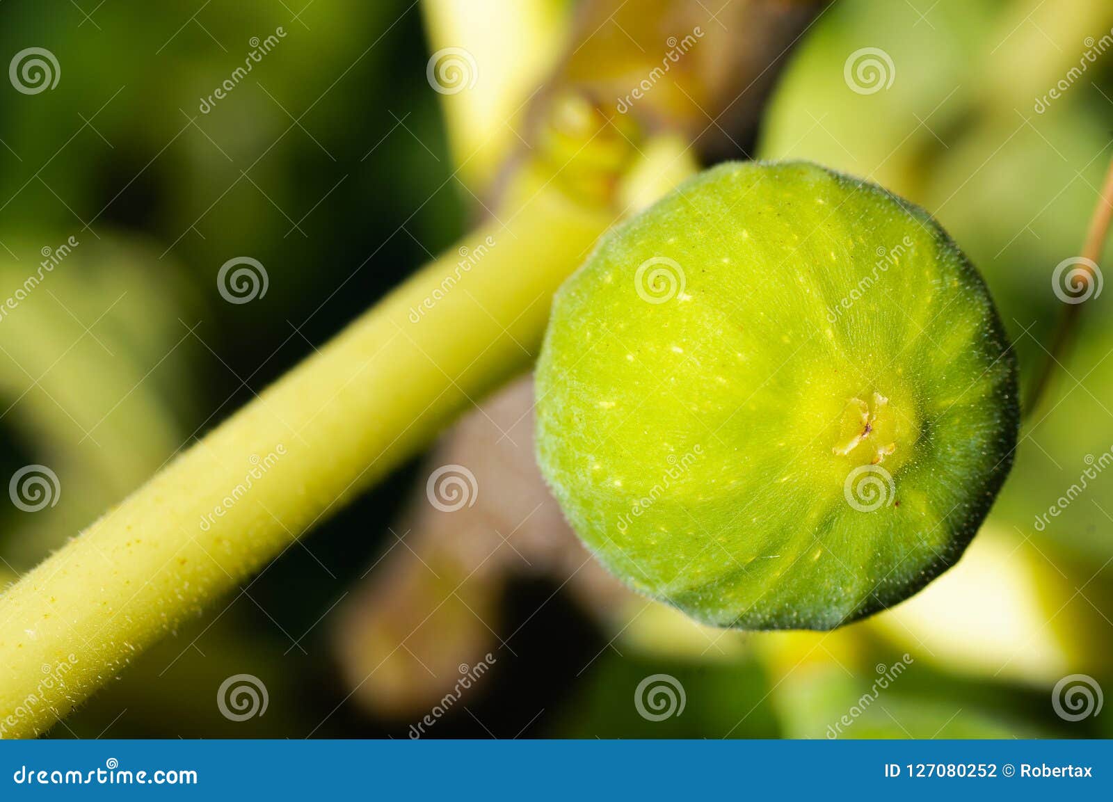 Unripe Green Fig on a Branch of a Fig Tree Stock Photo - Image of ...