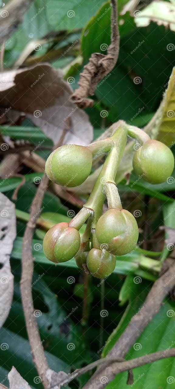 Unripe and Green Forest Fruit Stock Image - Image of wildflower ...