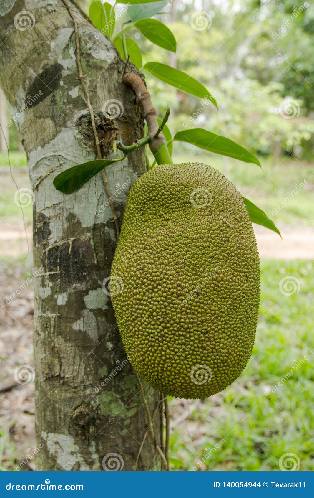 Unripe Green Jackfruit Hanging from a Jackfruit Tree Stock Photo ...