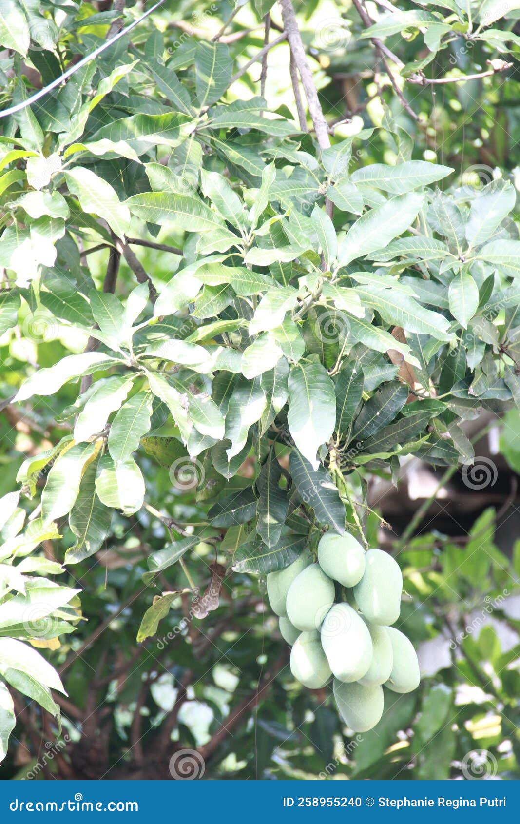 Unripe green mango stock photo. Image of leaf, mango - 258955240