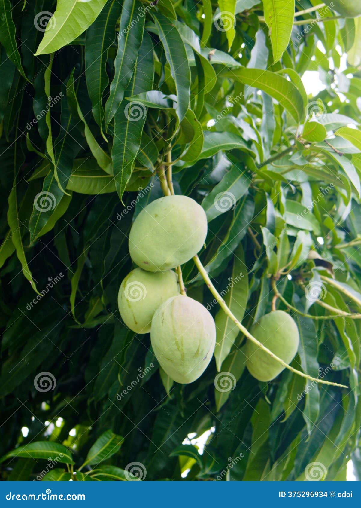 Green Mangoes On The Mango Tree Stock Photography | CartoonDealer.com ...