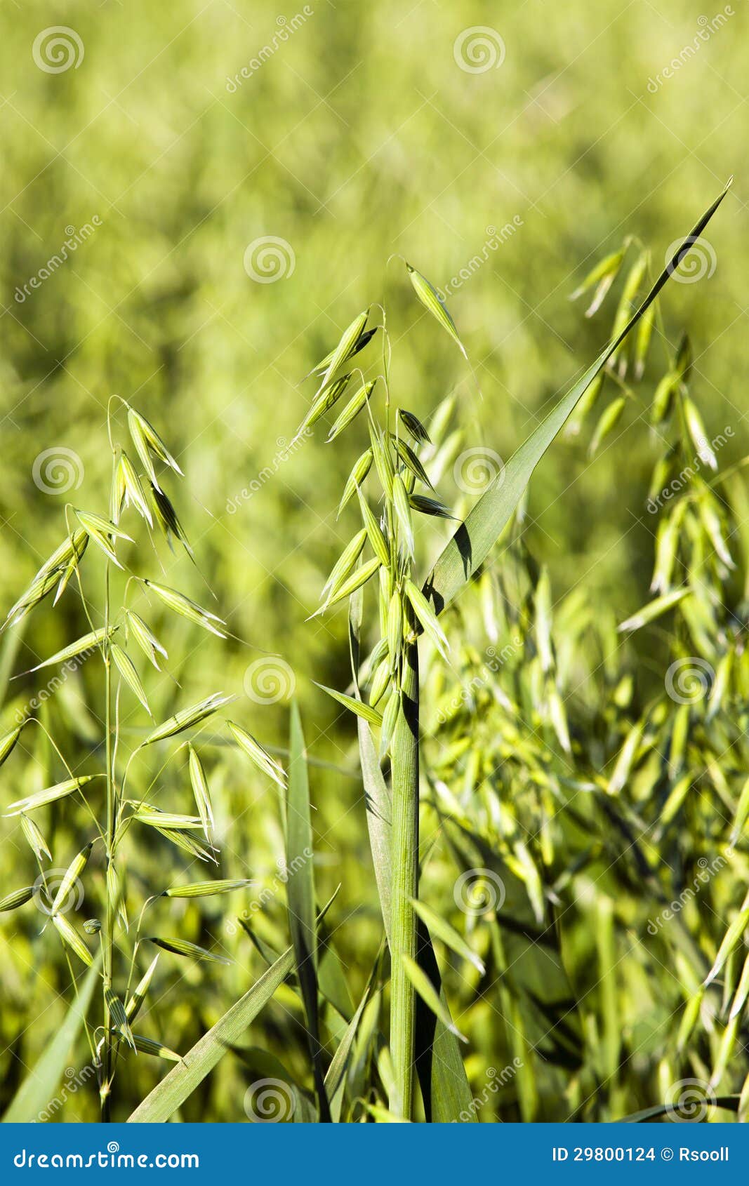 Green oats stock photo. Image of outdoors, beauty, crop - 29800124