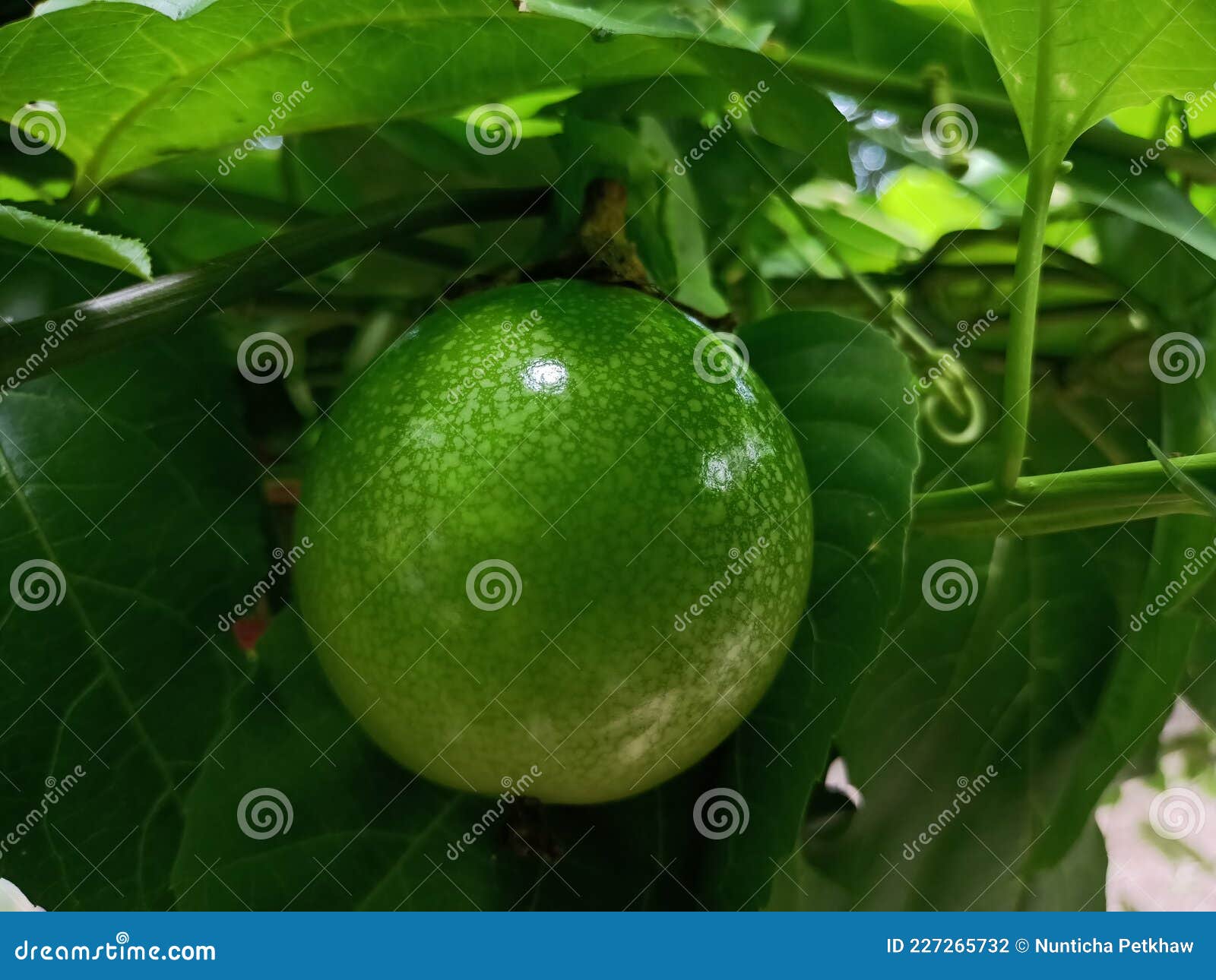 Green Passion Fruit Hanging On The Tree In The Garden.Passiflora Edulis ...