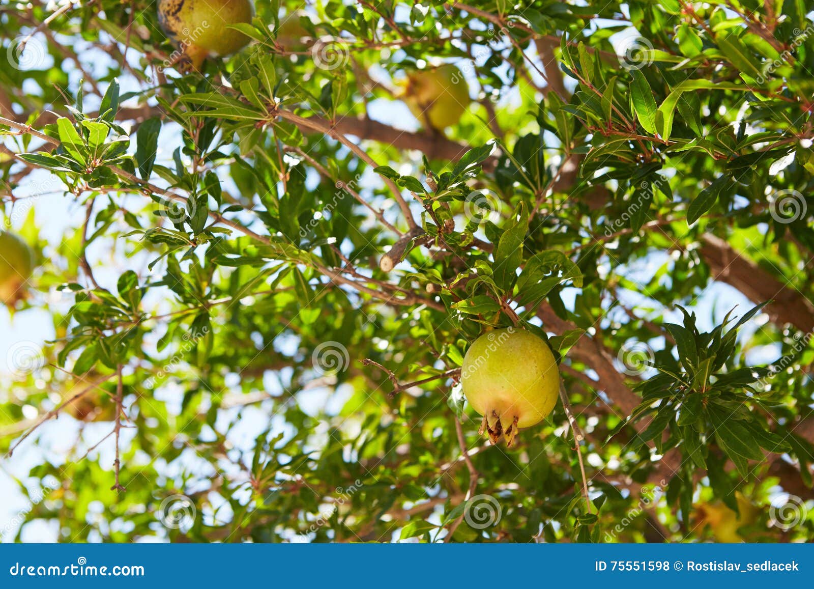 Unripe Green Pomegranates Fruit Stock Photo - Image of unripe, food ...