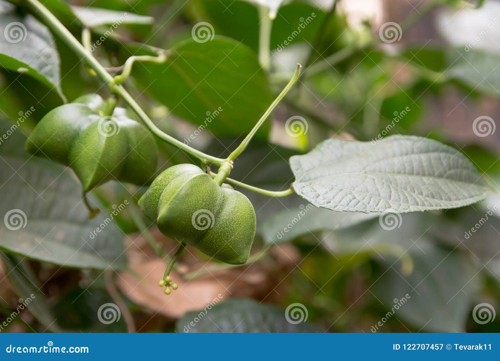 Unripe Green Sacha Inchi Hanging from a Sacha Inchi Tree Stock Image ...