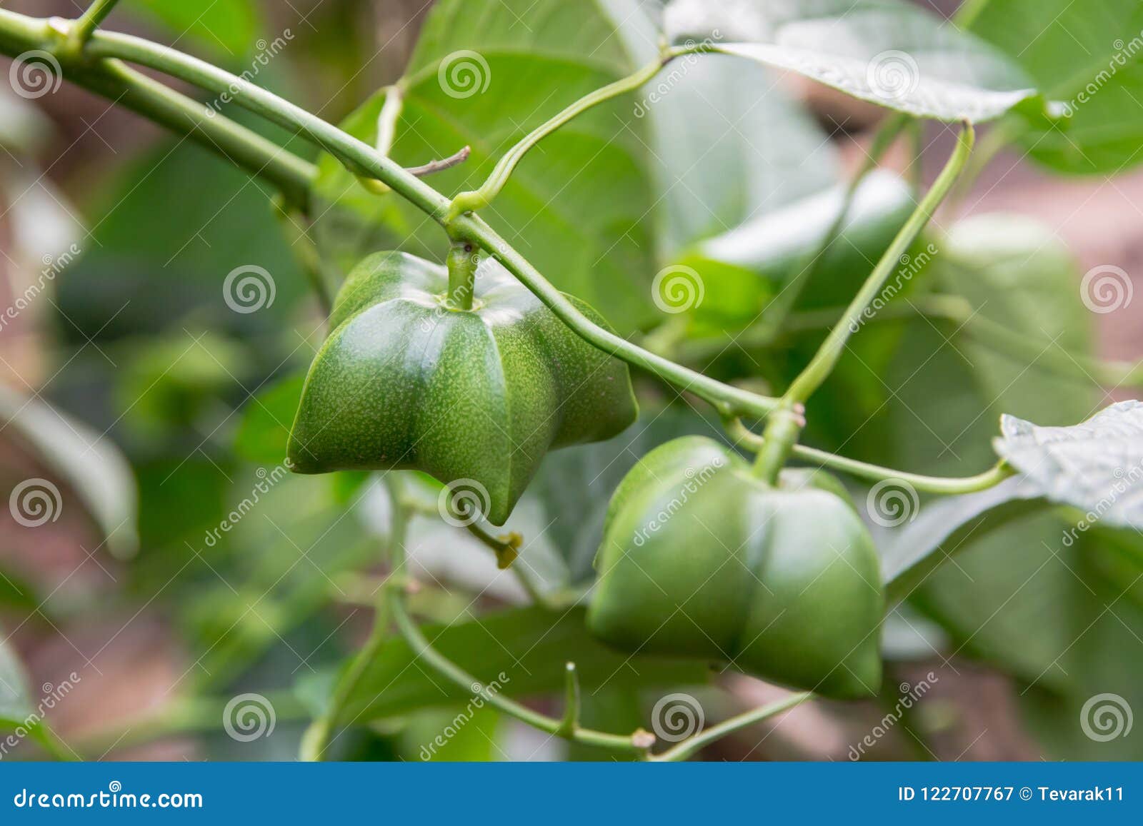 Unripe Green Sacha Inchi Hanging from a Sacha Inchi Tree Stock Image ...