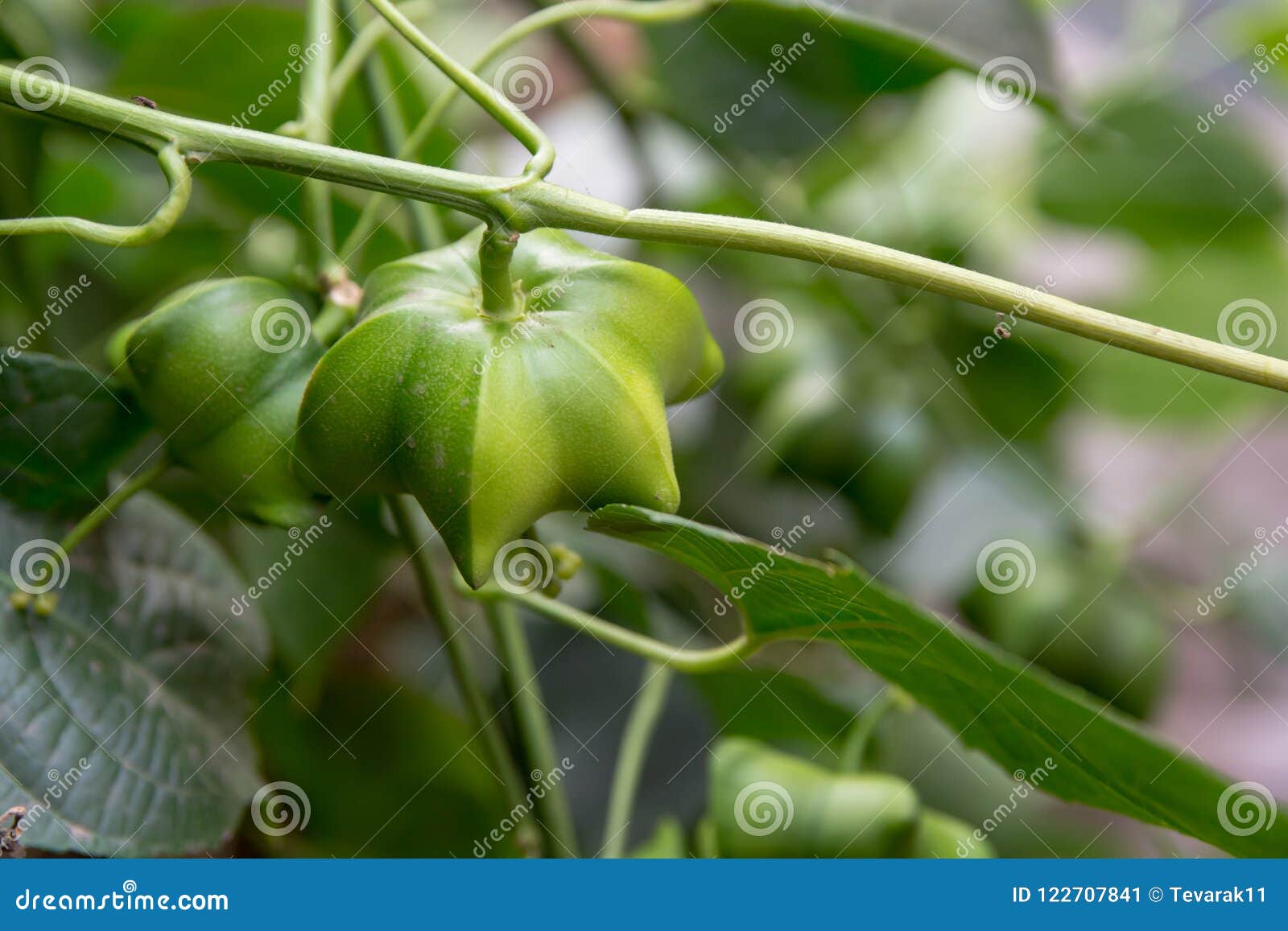 Unripe Green Sacha Inchi Hanging from a Sacha Inchi Tree Stock Image ...