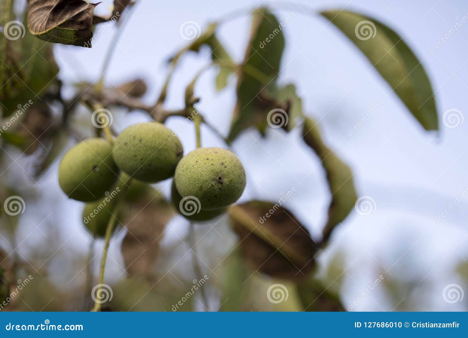 Unripe, Green Walnuts on Nut Tree Branch Stock Photo - Image of plant ...