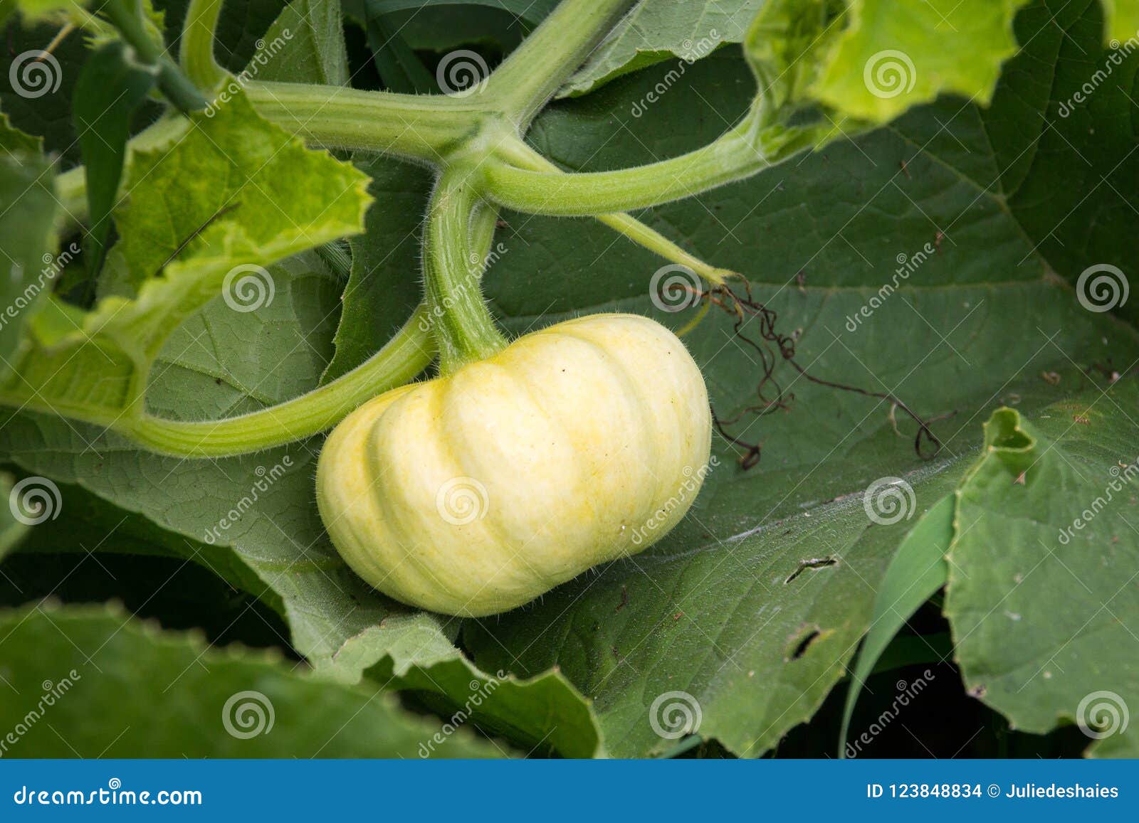 Unripe Pumpkin Crop on Plant Stock Photo - Image of outdoor, unripe ...