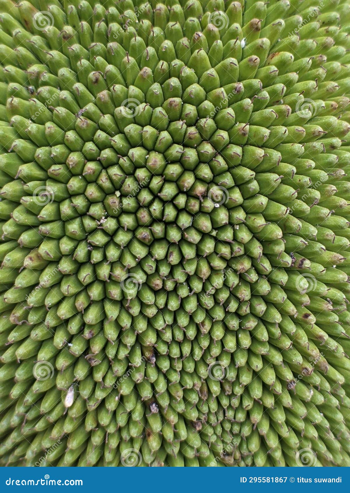 Unripe Jackfruit Skin Has a Unique Green Color Stock Image - Image of ...
