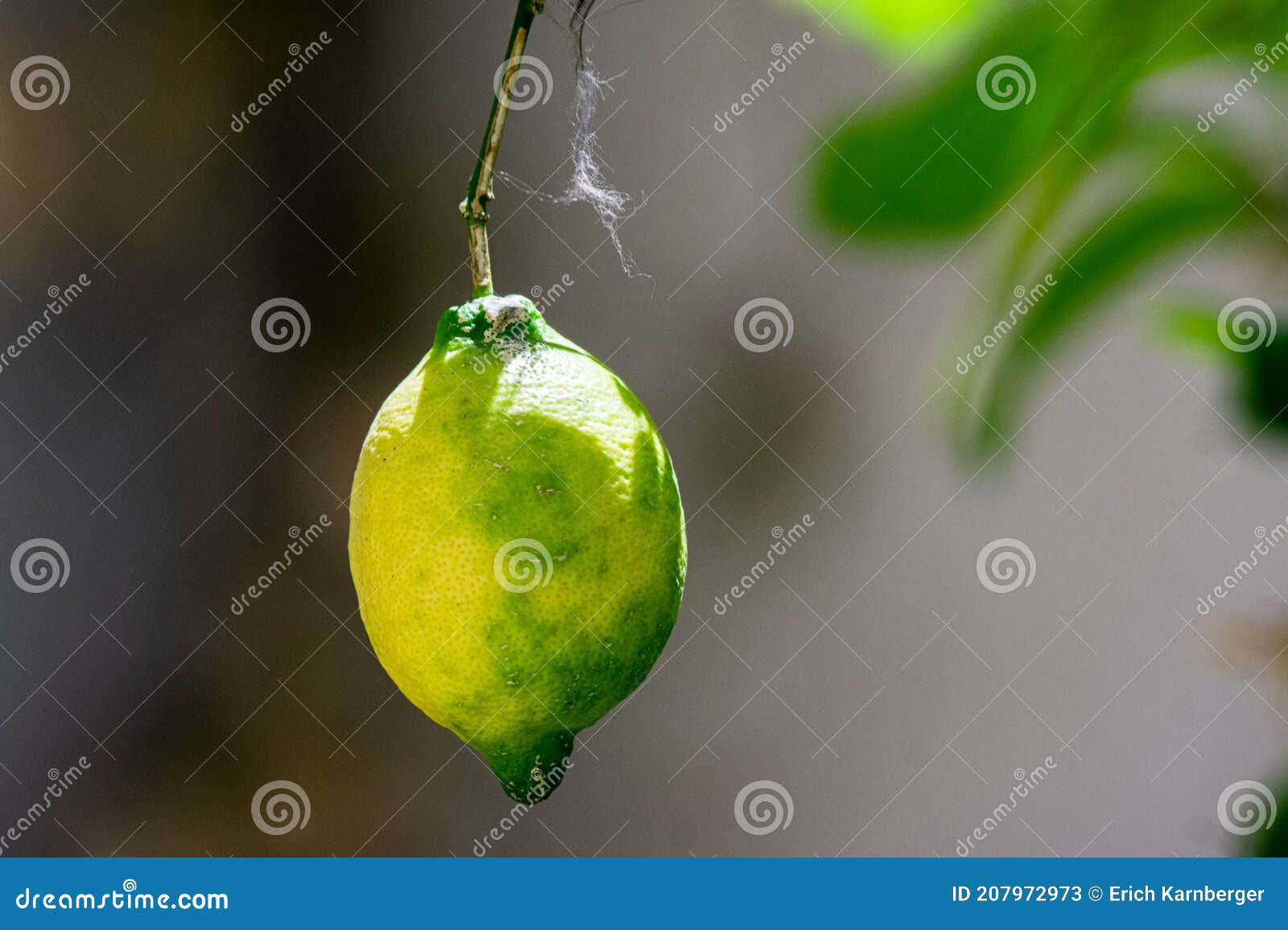 Unripe lemon on a tree stock image. Image of closeup - 207972973