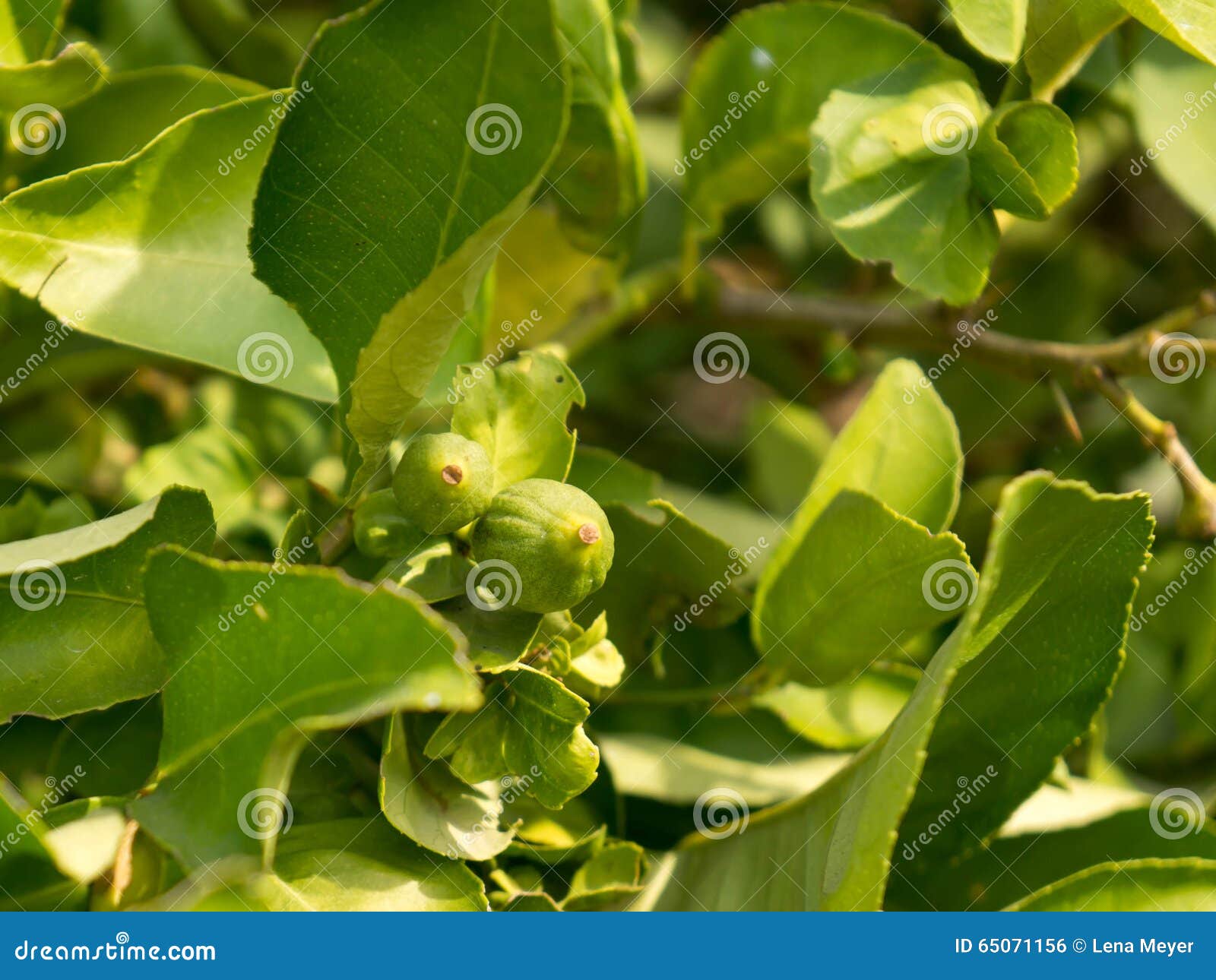 Unripe limes on a tree stock photo. Image of food, garden - 65071156