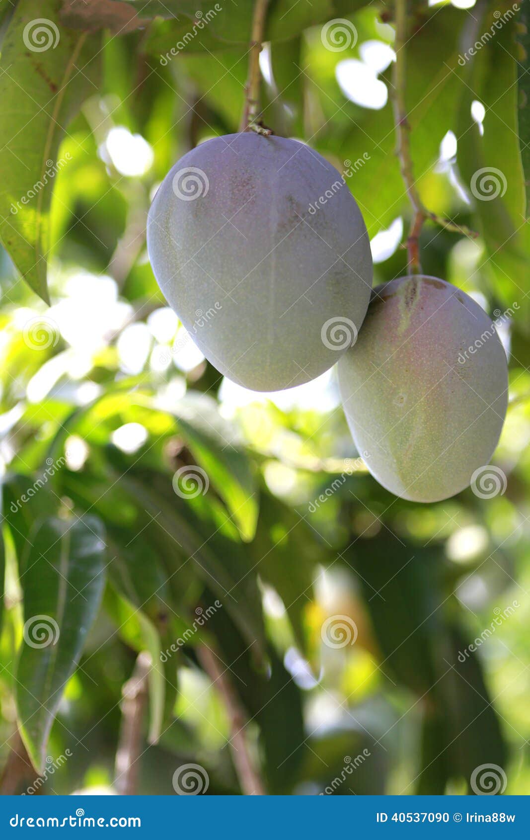 Unripe Mango is Growing on the Tree Stock Photo - Image of mango, tree ...