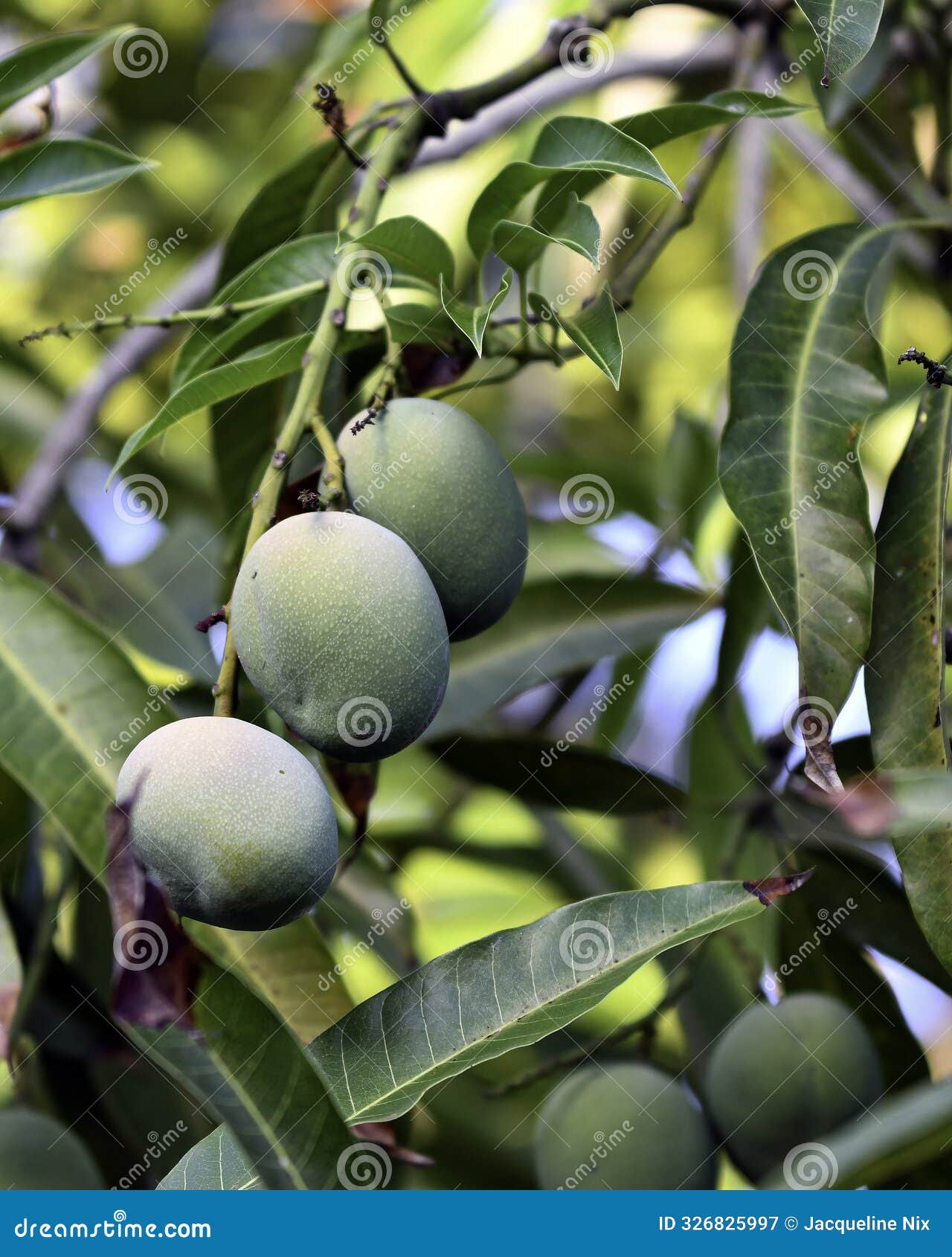 Unripe mangoes on tree stock image. Image of closeup - 326825997