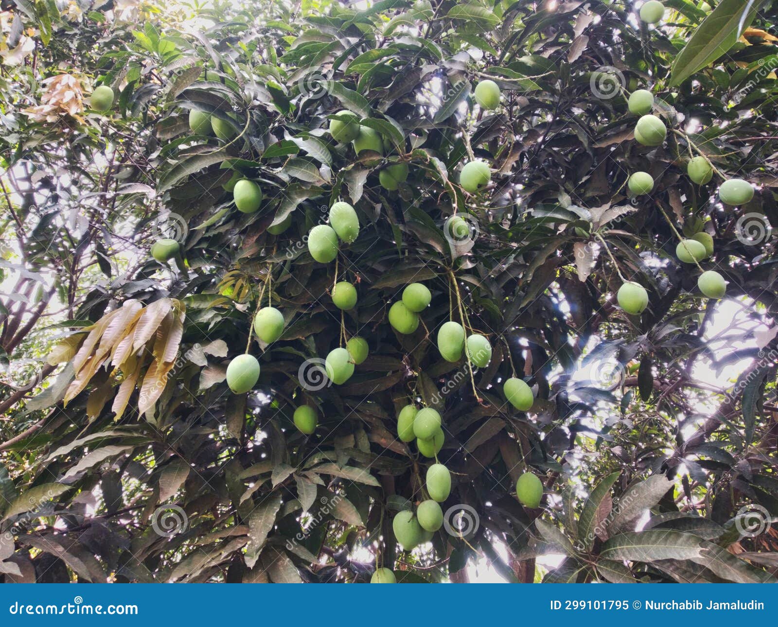 Unripe mangoes on the tree stock image. Image of color - 299101795