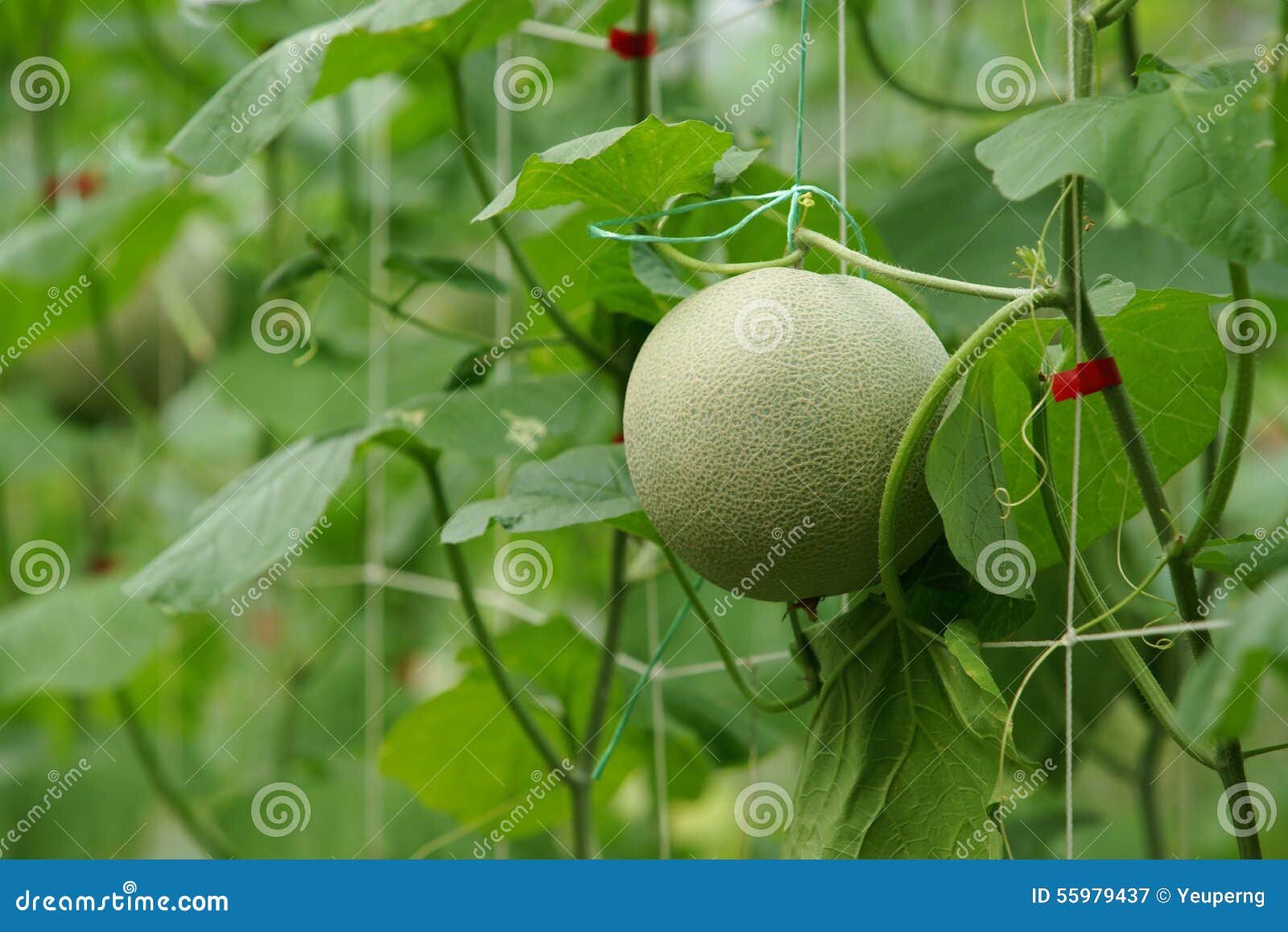 Unripe Netted Melon. stock image. Image of sweet, unripe - 55979437